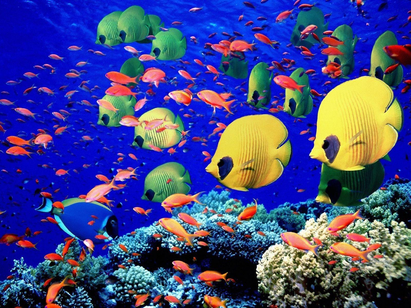 Colorful Fish Wallpapers - Top Free Colorful Fish Backgrounds ...