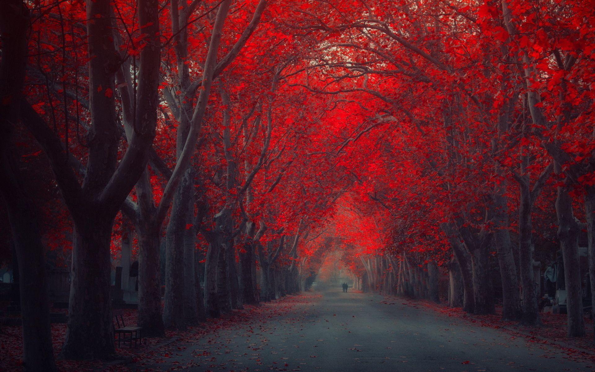 Autumn Street Wallpapers - Top Free Autumn Street Backgrounds ...