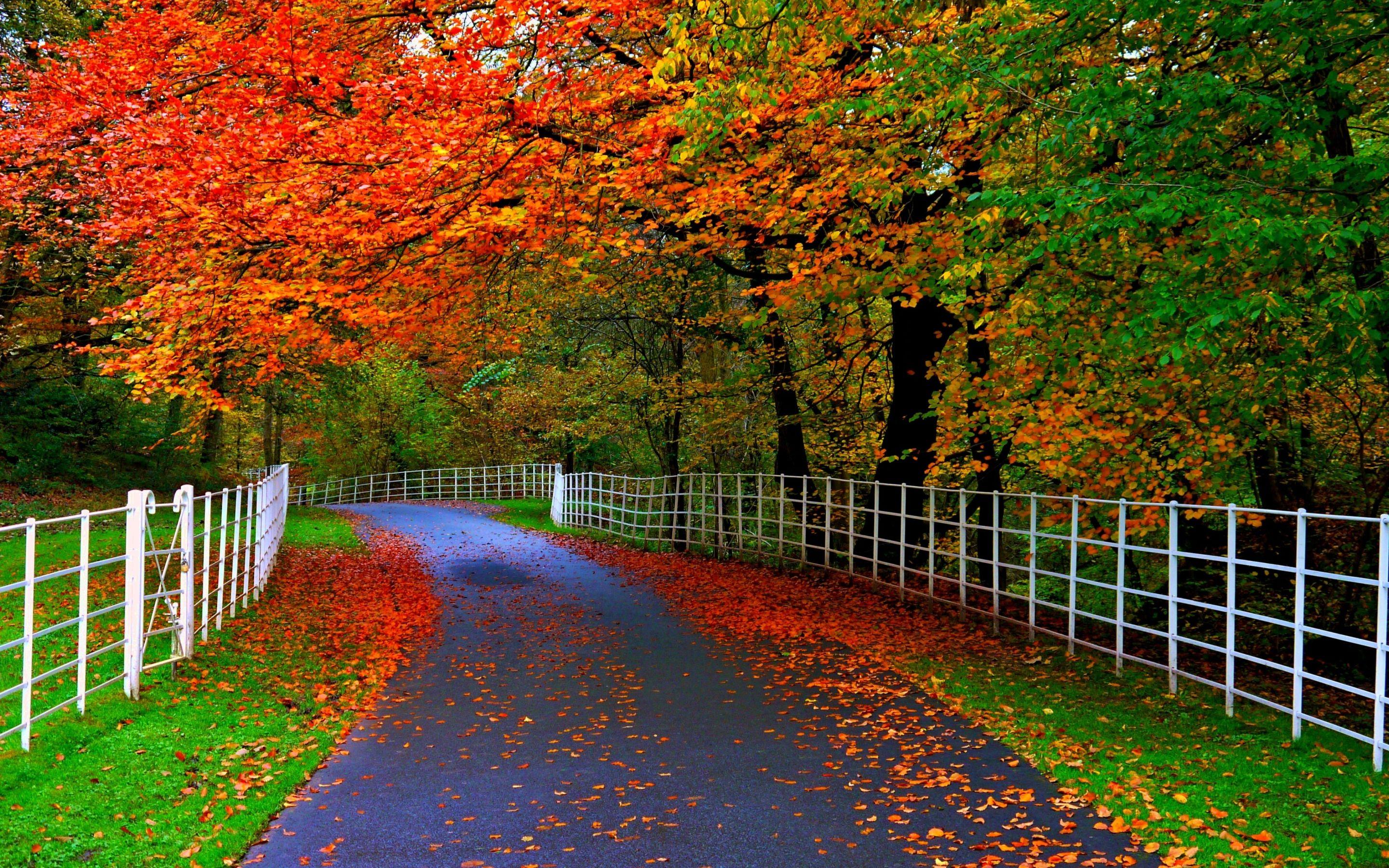 Autumn Street Wallpapers - Top Free Autumn Street Backgrounds ...