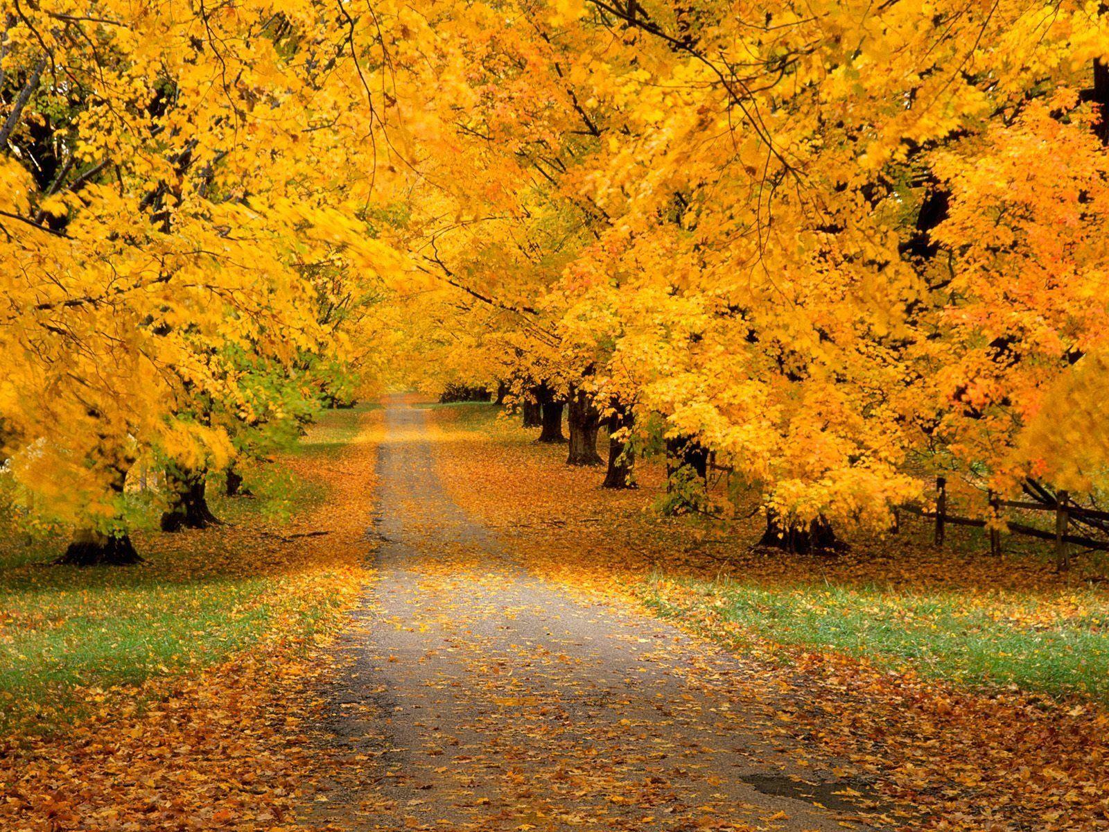 Autumn Street Wallpapers - Top Free Autumn Street Backgrounds ...