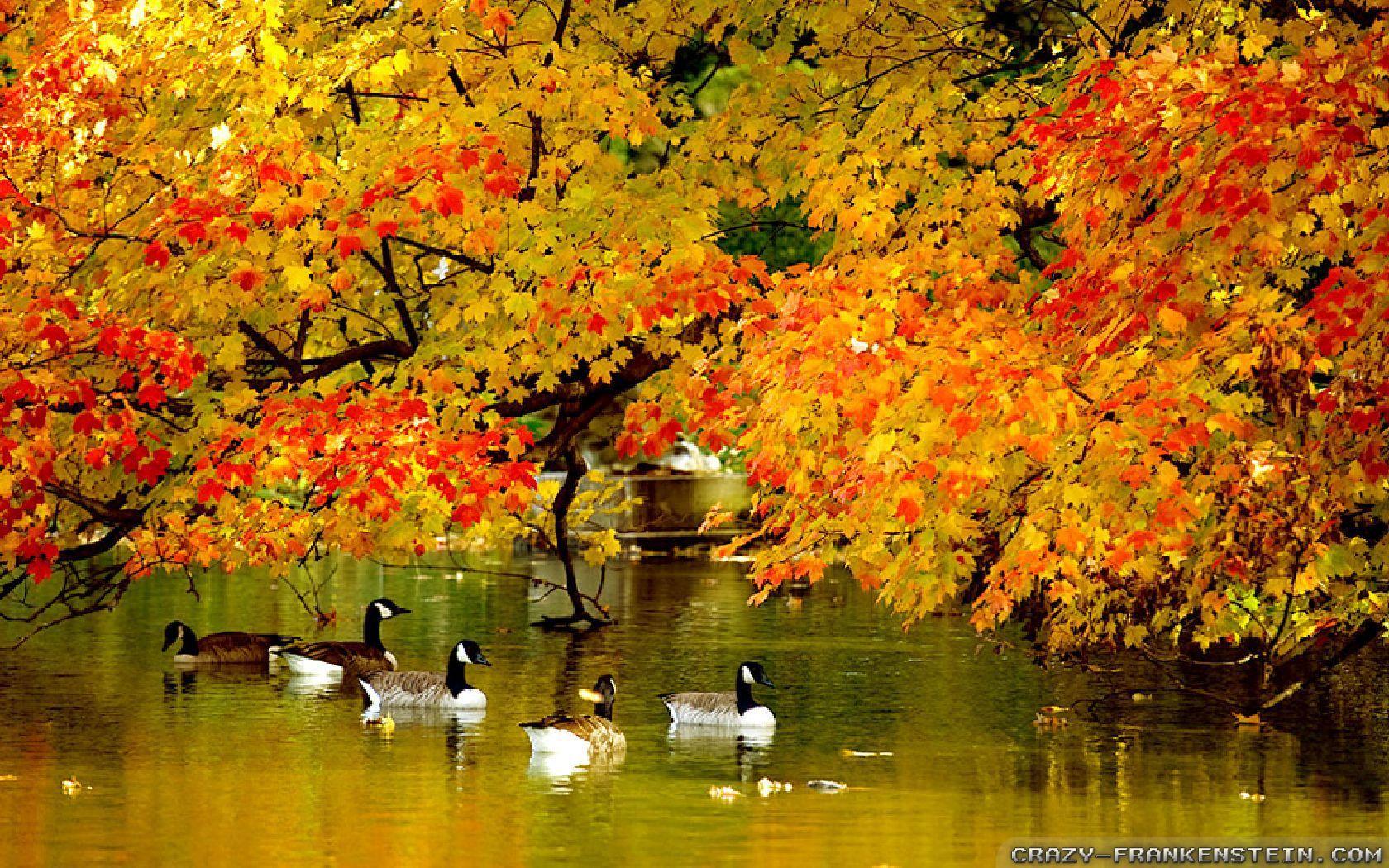 Autumn Beautiful Bird Wallpapers - Top Free Autumn Beautiful Bird ...