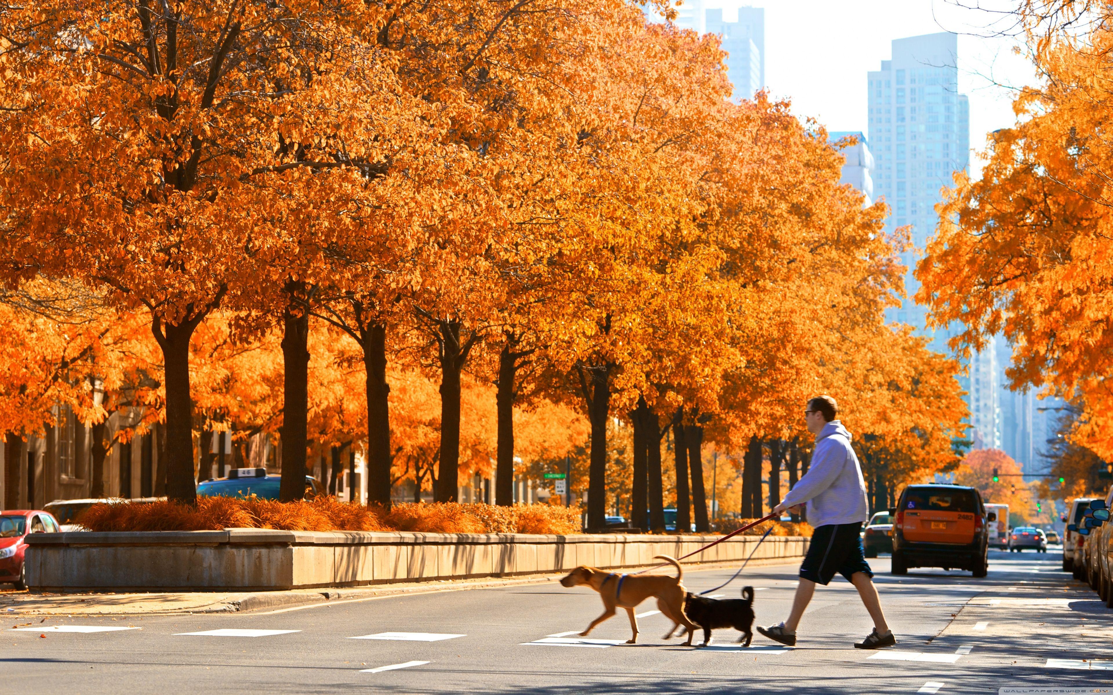 Autumn Street Wallpapers - Top Free Autumn Street Backgrounds ...