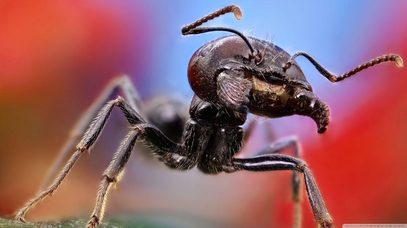 Ant Wallpapers - Top Free Ant Backgrounds - WallpaperAccess