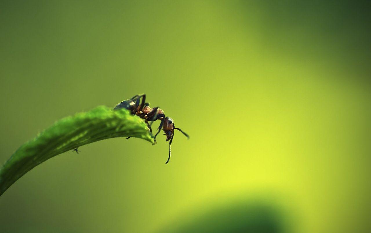 Ant Wallpapers - Top Free Ant Backgrounds - WallpaperAccess