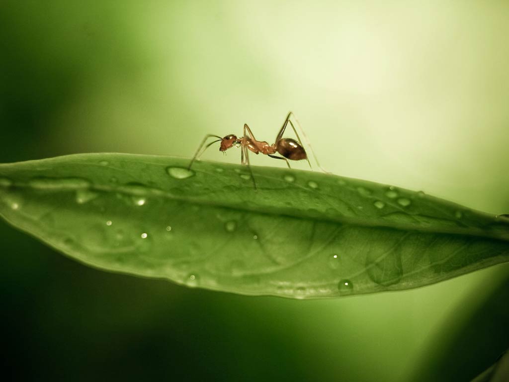 Ant Wallpapers - Top Free Ant Backgrounds - WallpaperAccess