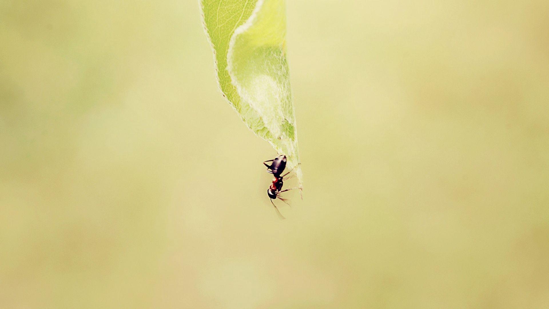 Ant Wallpapers - Top Free Ant Backgrounds - WallpaperAccess
