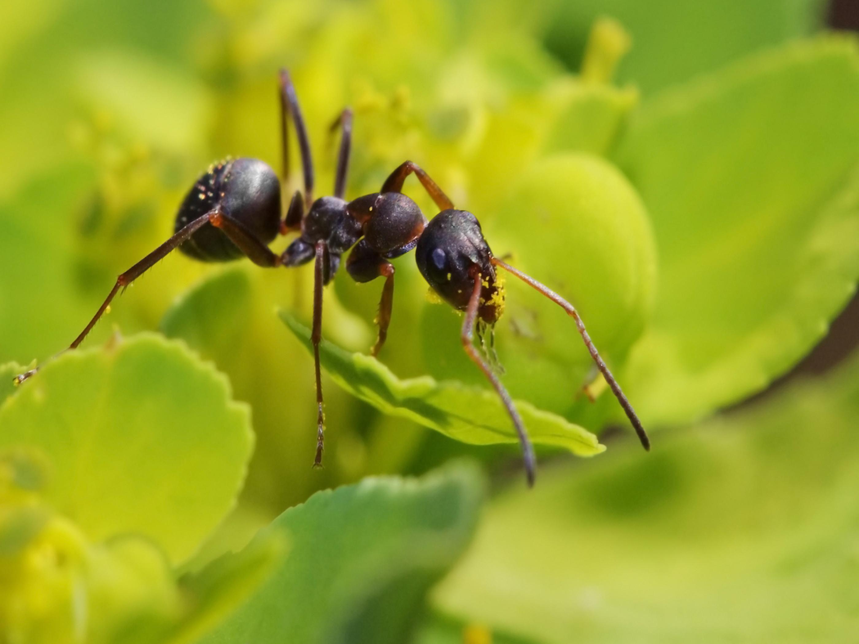 Ant Wallpapers - Top Free Ant Backgrounds - WallpaperAccess