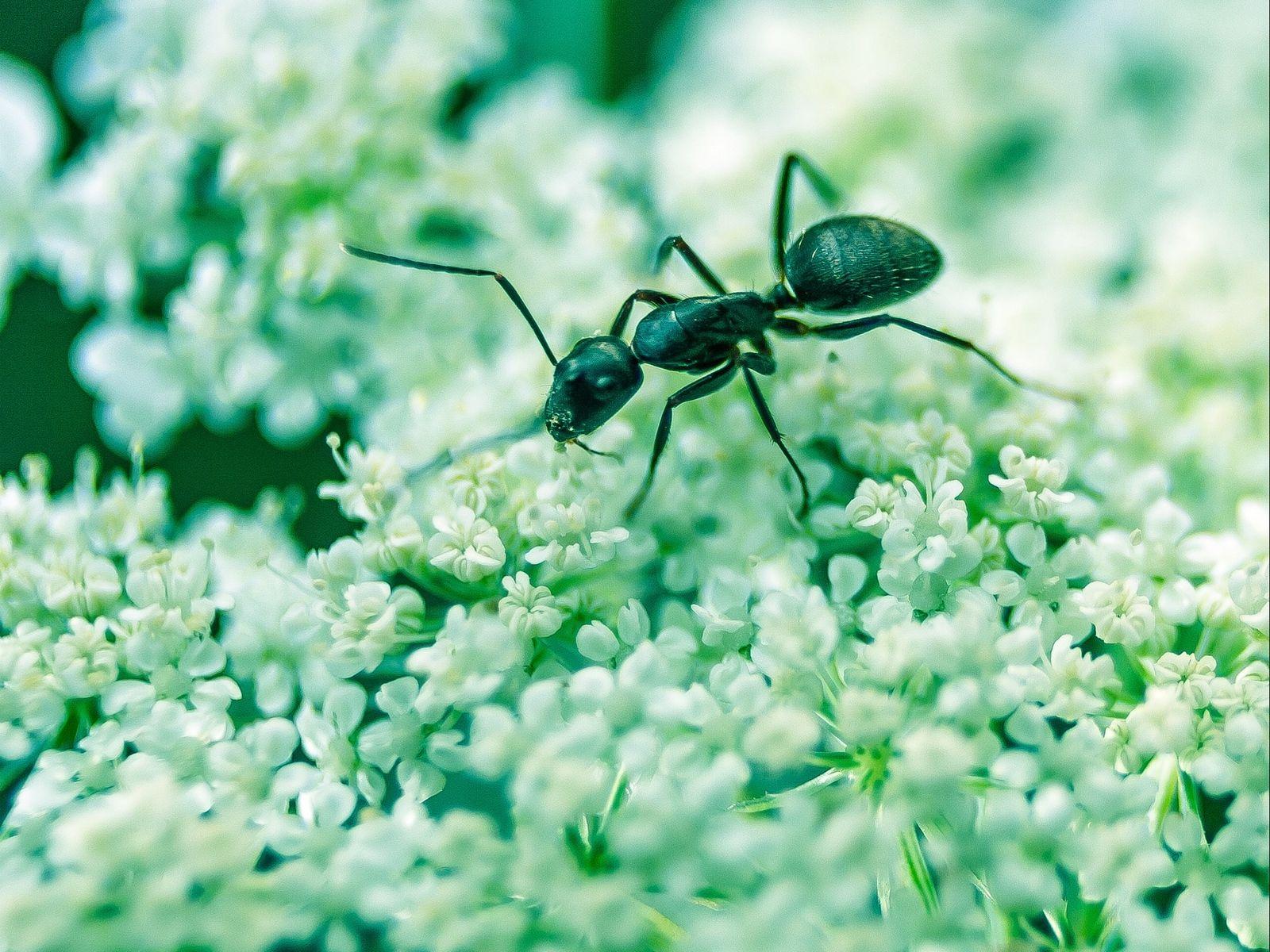 Ant Wallpapers - Top Free Ant Backgrounds - WallpaperAccess