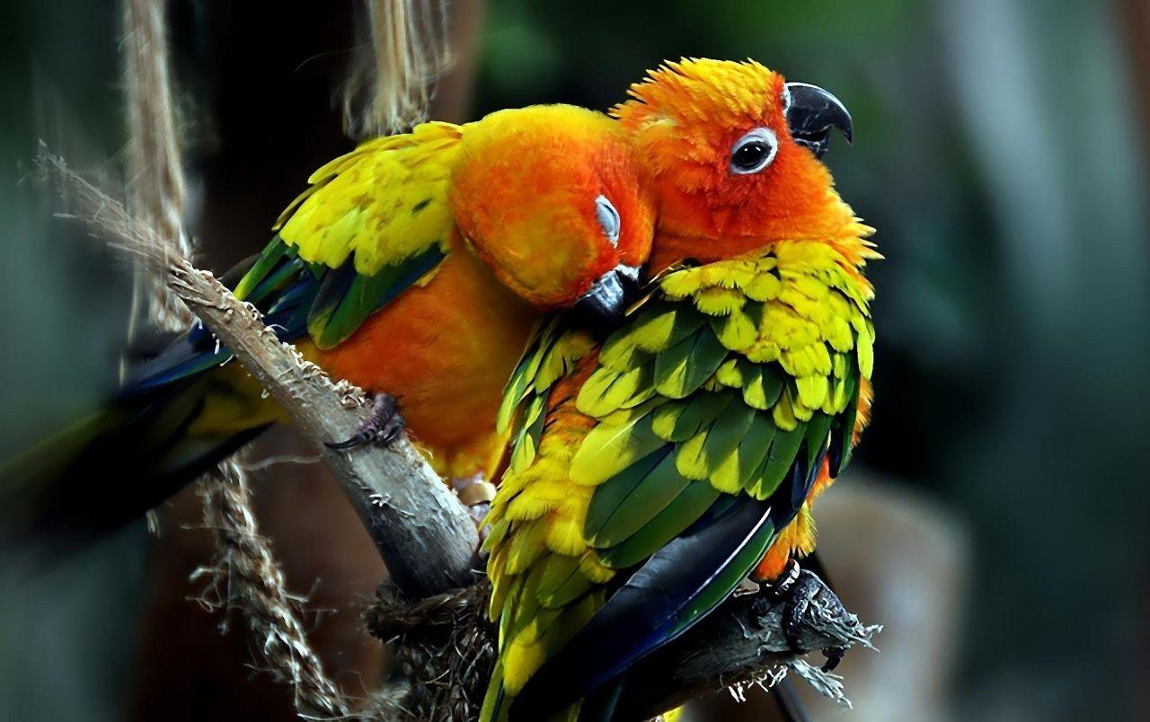 Parrots Wallpapers - Top Free Parrots Backgrounds - WallpaperAccess