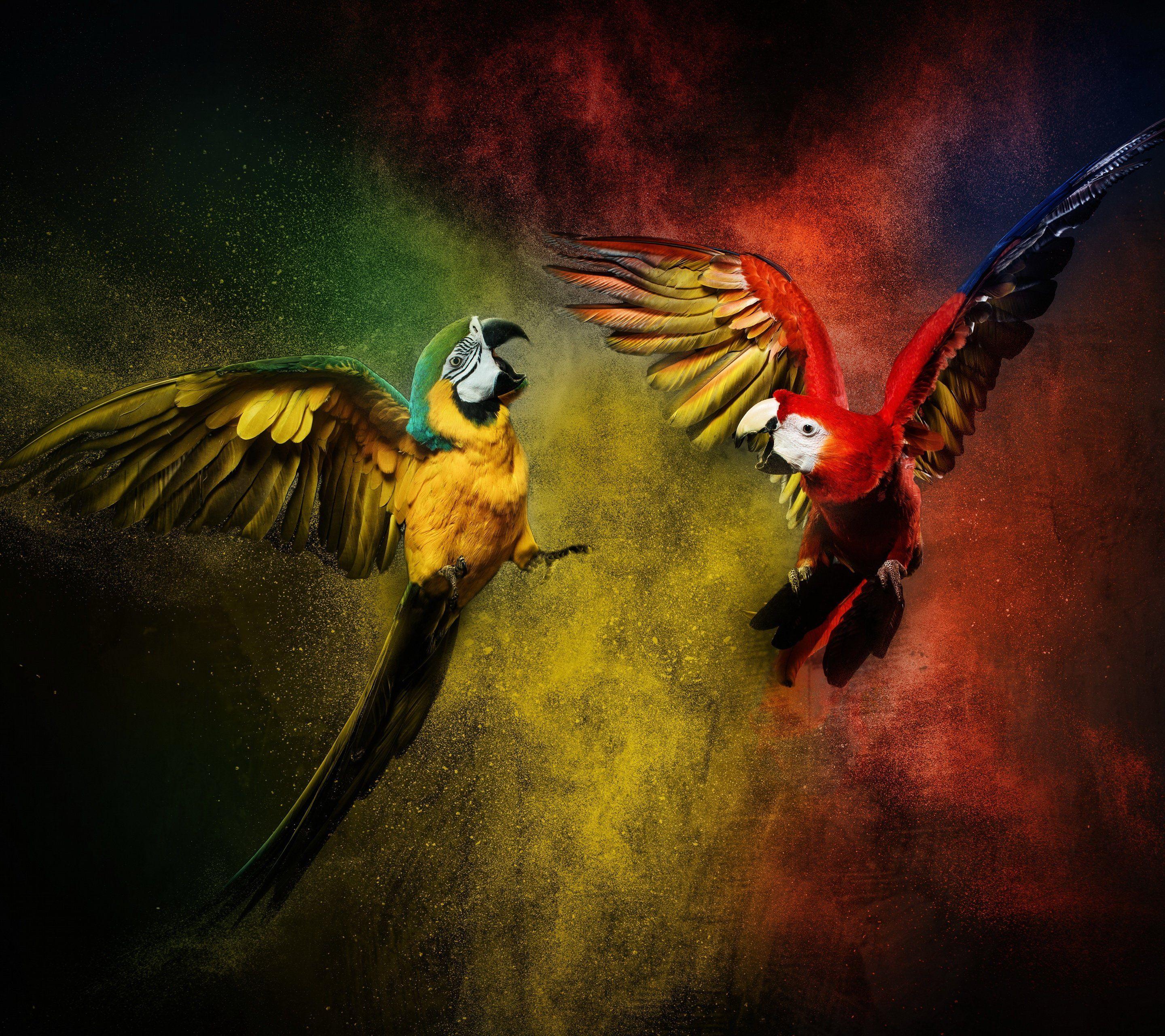 Parrots Wallpapers - Top Free Parrots Backgrounds - WallpaperAccess