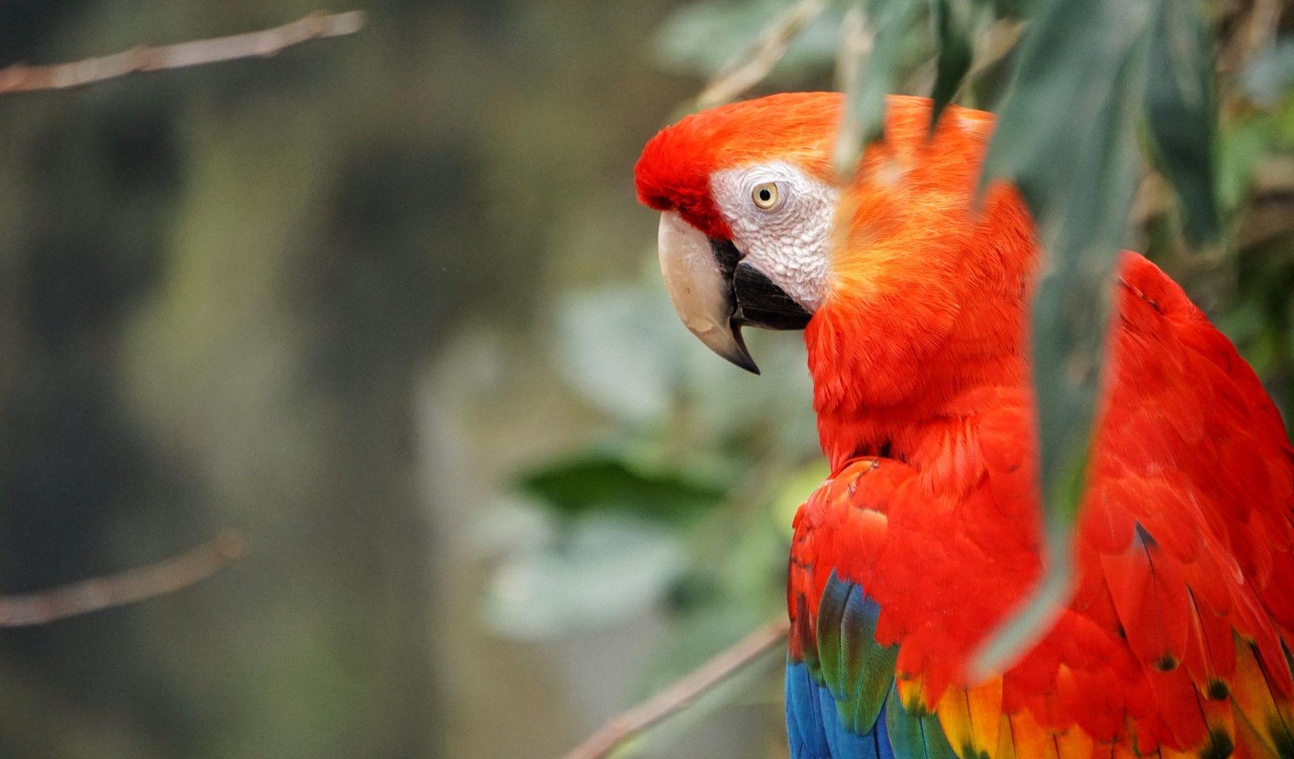 Parrots Wallpapers - Top Free Parrots Backgrounds - WallpaperAccess