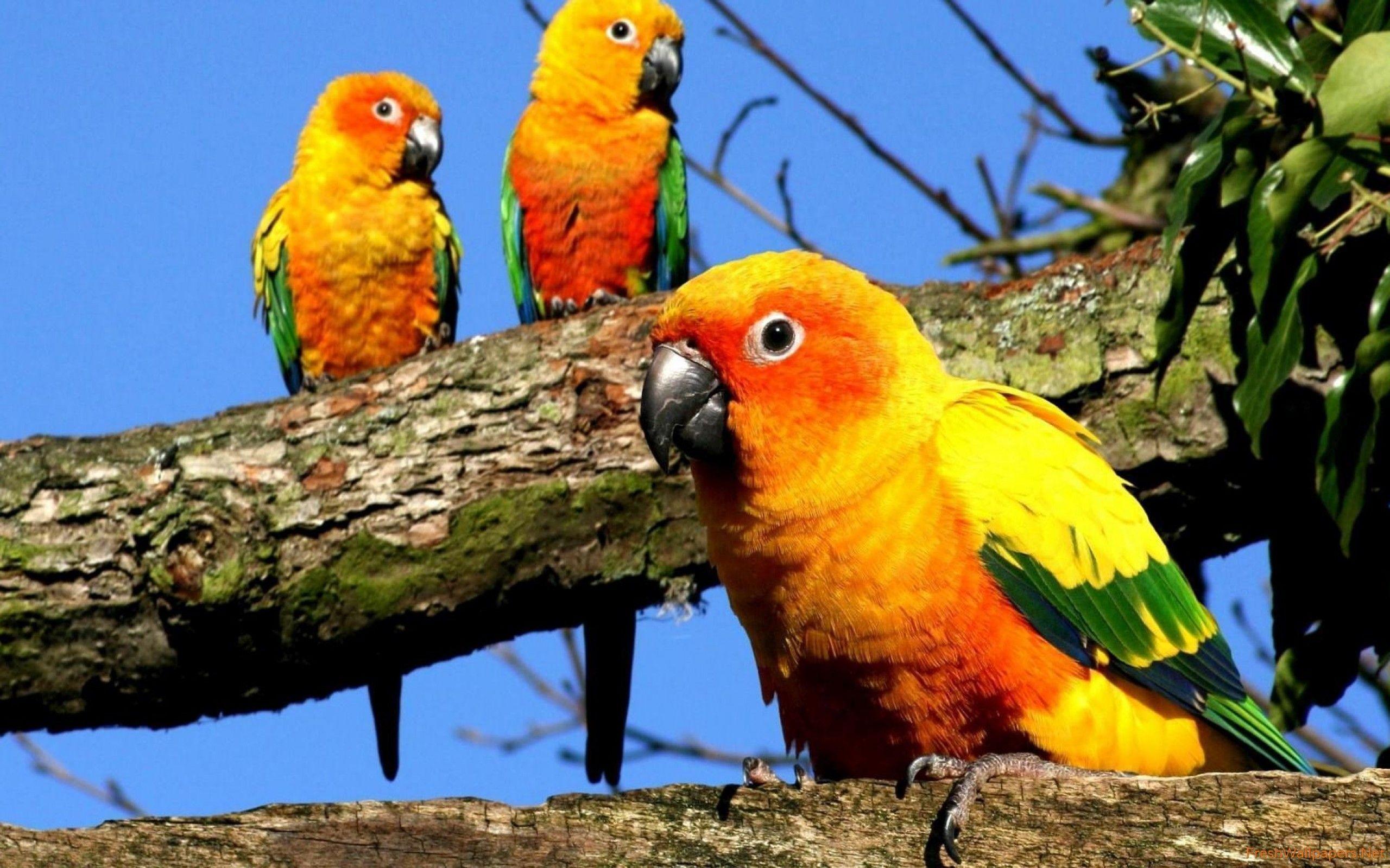 Parrots Wallpapers - Top Free Parrots Backgrounds - WallpaperAccess