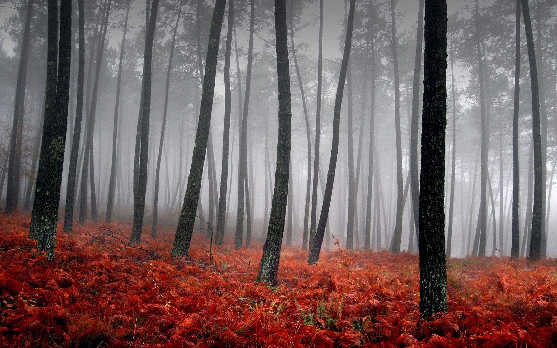 Red Forest Wallpapers - Top Free Red Forest Backgrounds - WallpaperAccess