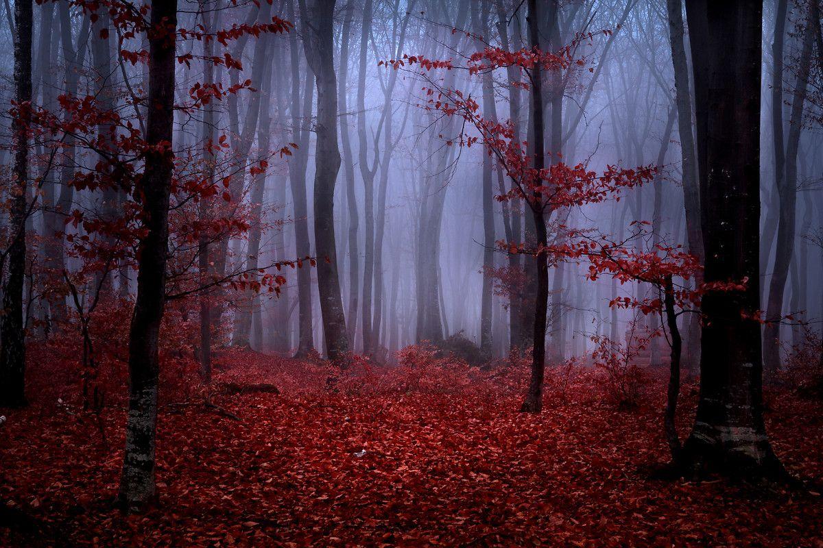 Red Forest Wallpapers - Top Free Red Forest Backgrounds - WallpaperAccess