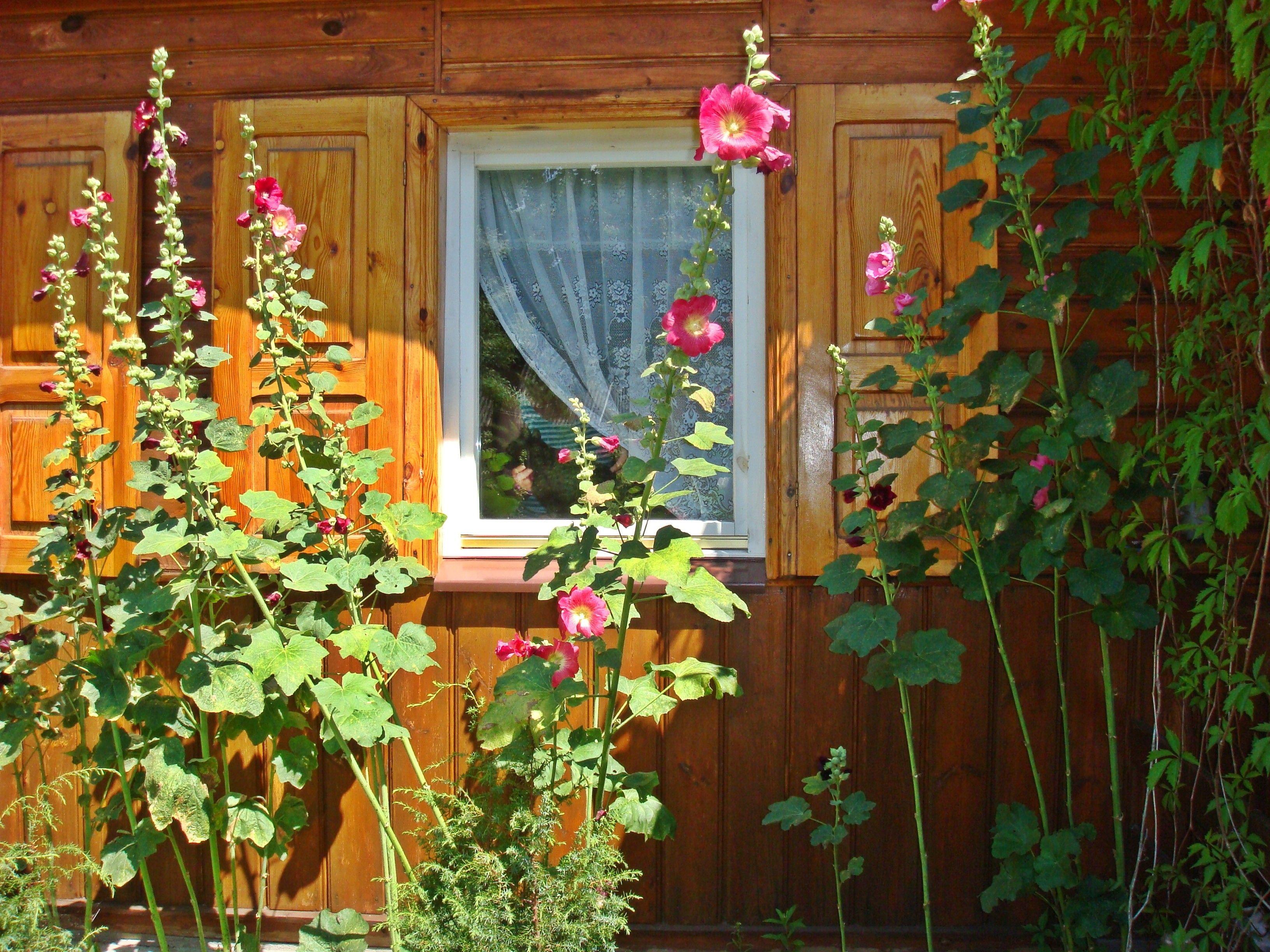 Cottage Garden Wallpapers - Top Free Cottage Garden Backgrounds ...