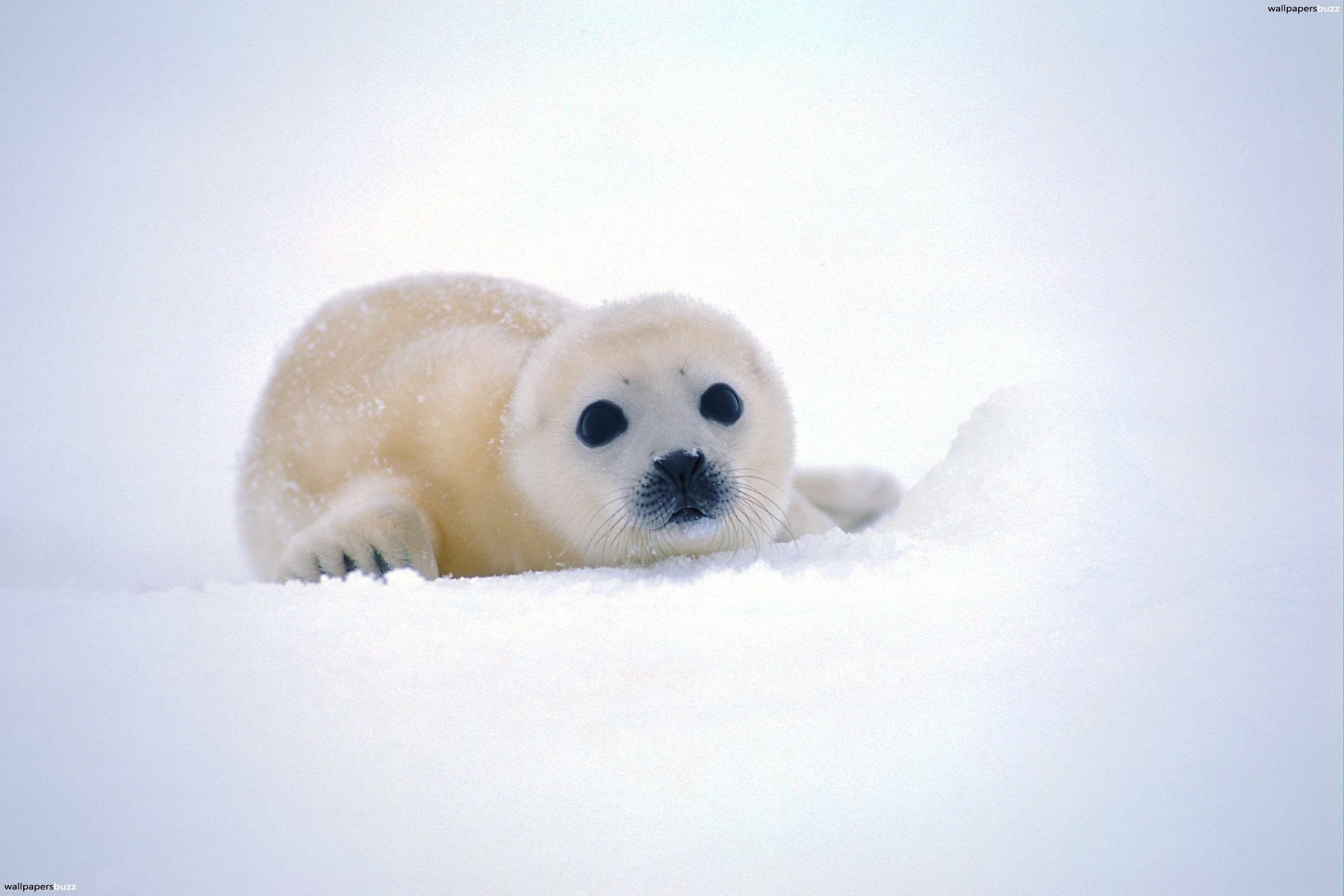 Cute White Wallpapers - Top Free Cute White Backgrounds - WallpaperAccess