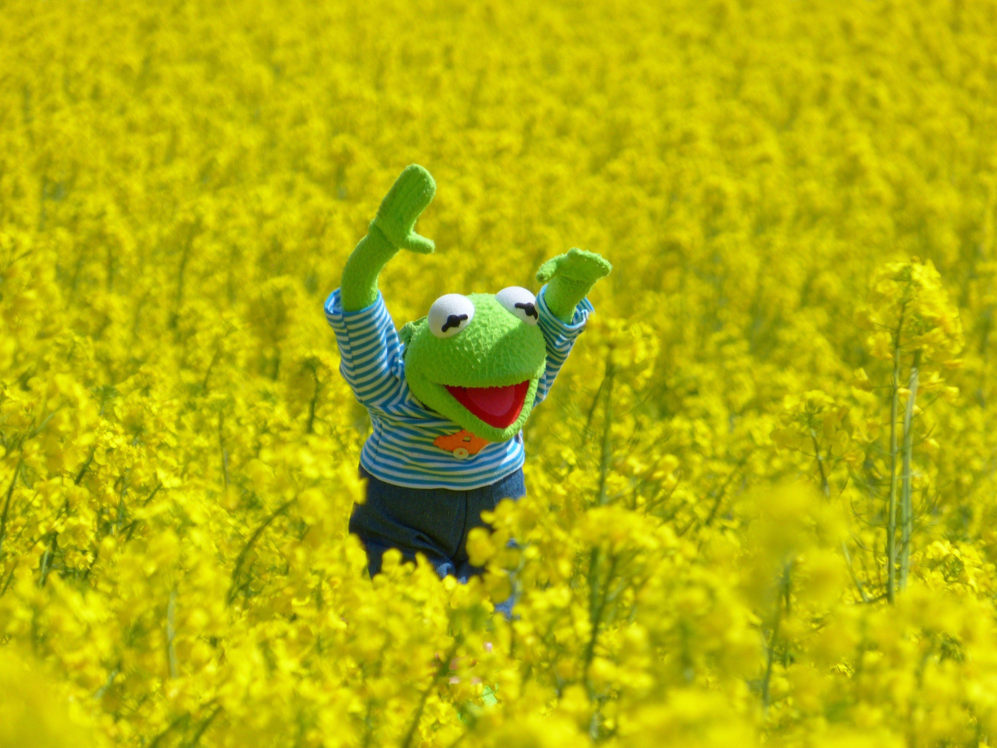 Kermit Wallpapers - Top Free Kermit Backgrounds - WallpaperAccess