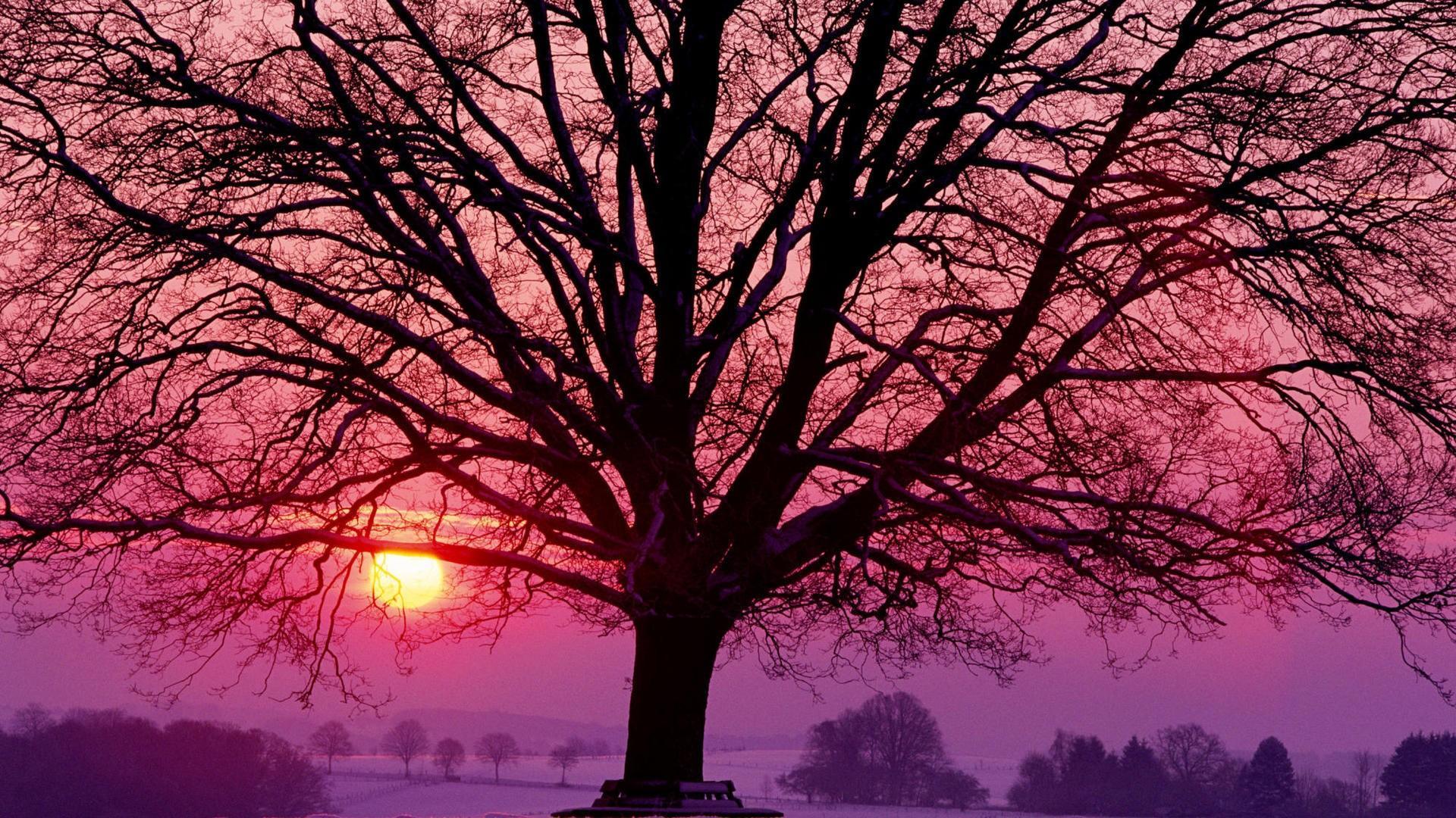 Pink Winter Wallpapers - Top Free Pink Winter Backgrounds - WallpaperAccess