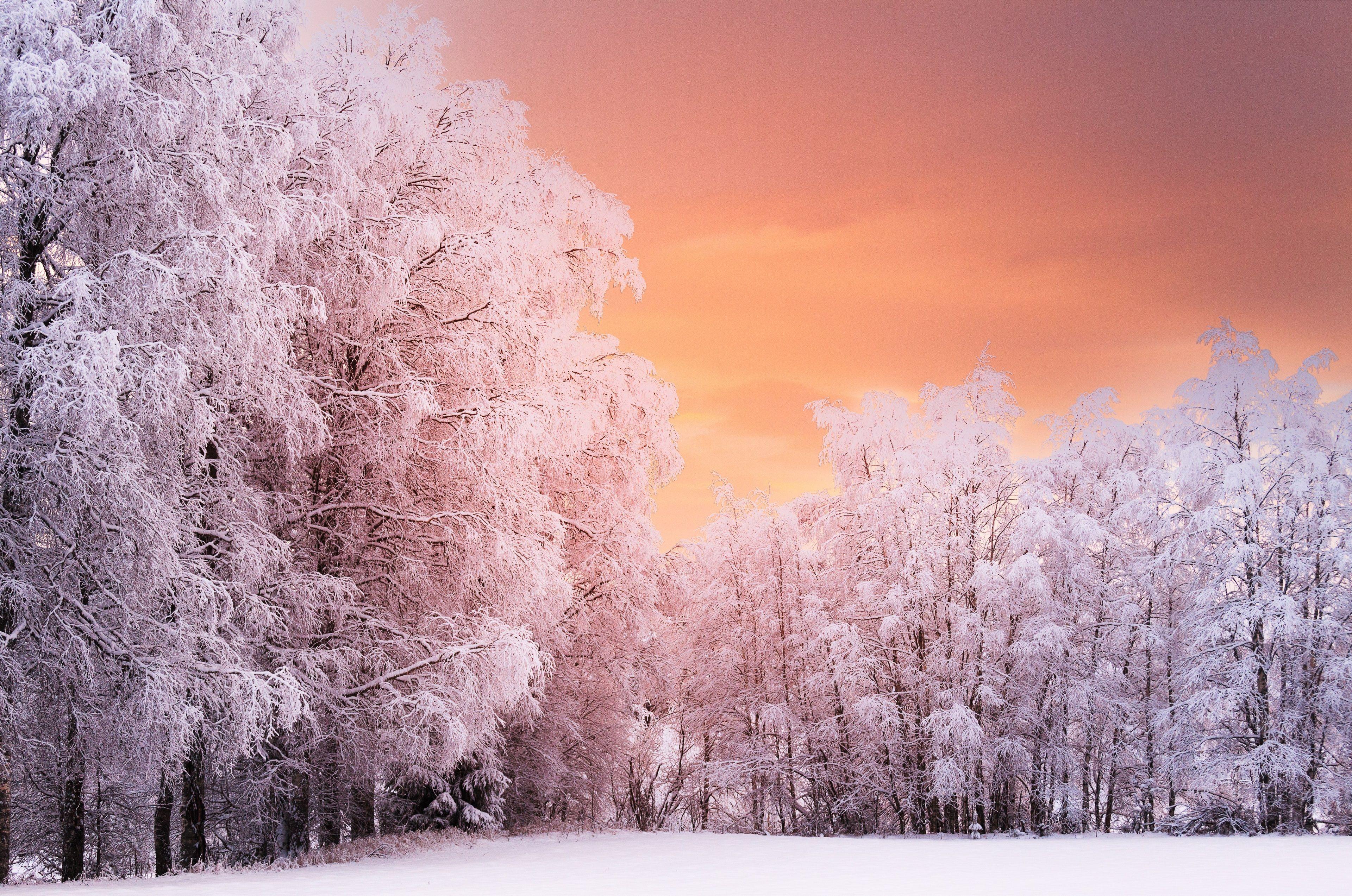Pink Winter Wallpapers - Top Free Pink Winter Backgrounds - WallpaperAccess
