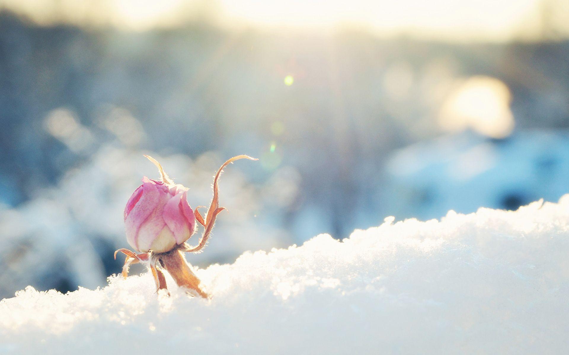 Roses in Snow Wallpapers - Top Free Roses in Snow Backgrounds ...