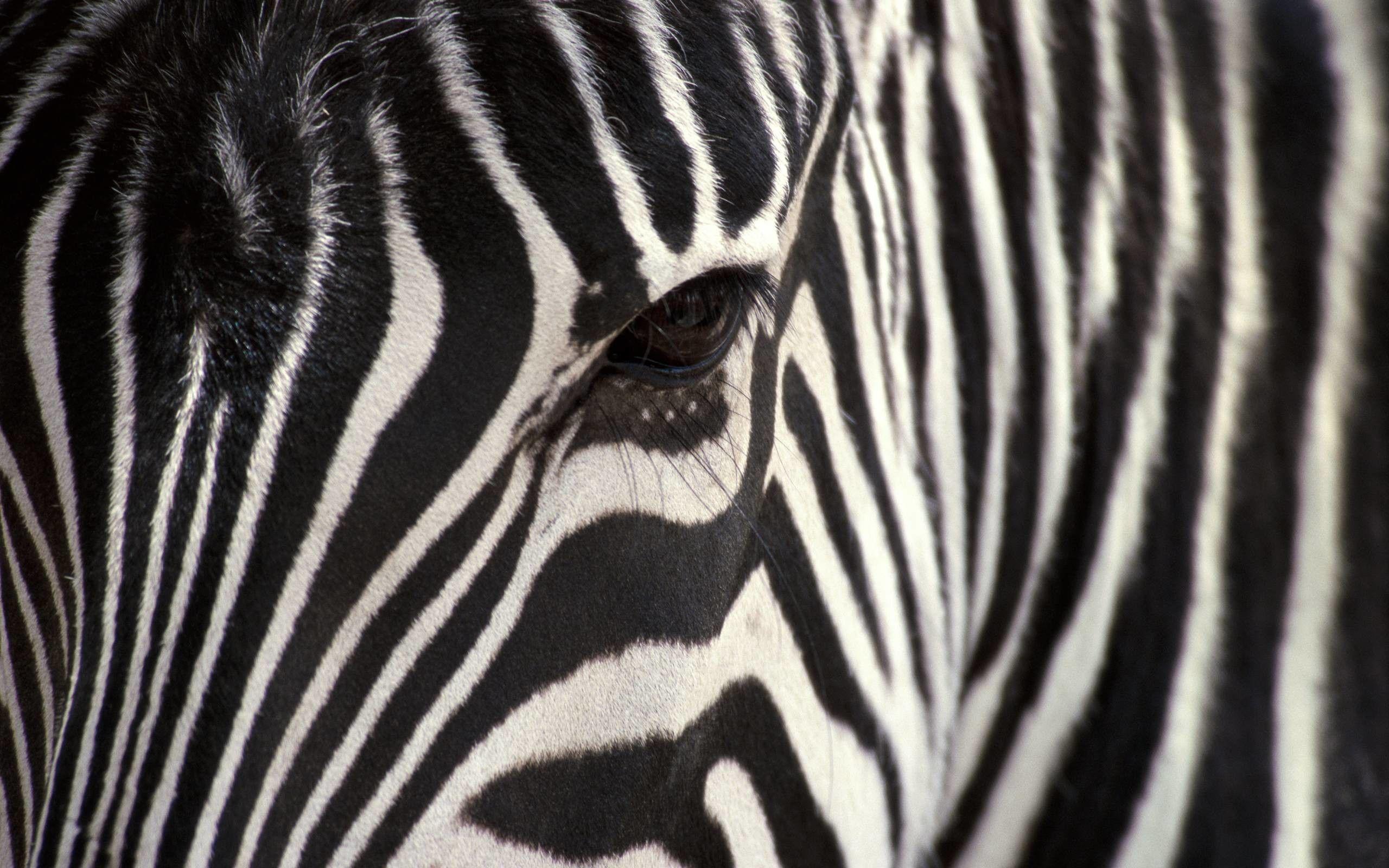 Animal Print Desktop Wallpapers - Top Free Animal Print Desktop ...