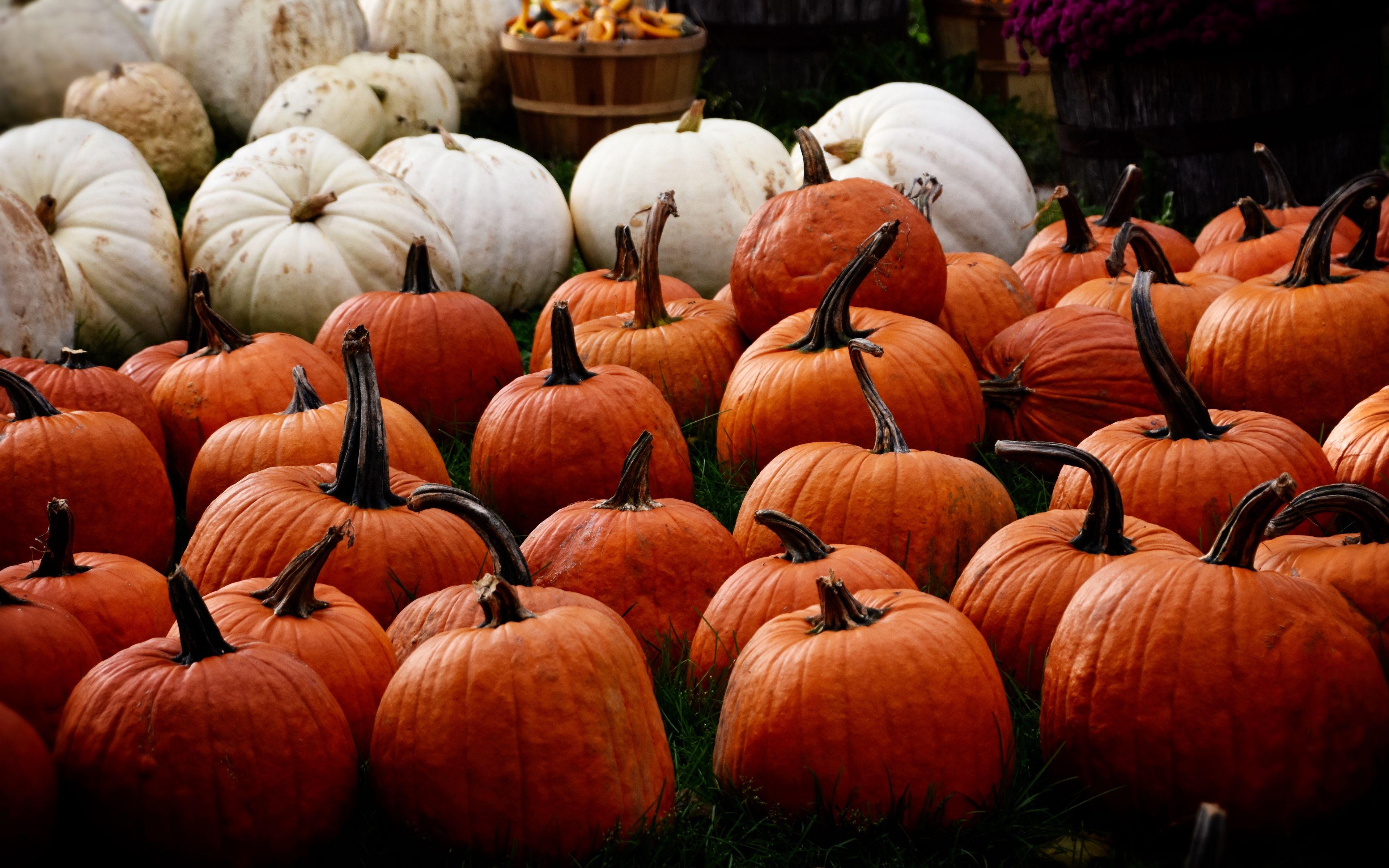 Pumpkin Desktop Wallpapers - Top Free Pumpkin Desktop Backgrounds ...