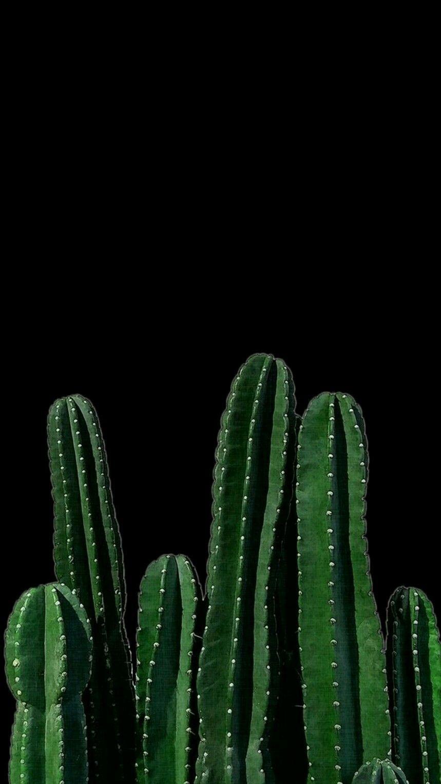 Cactus iPhone Wallpapers - Top Free Cactus iPhone Backgrounds ...