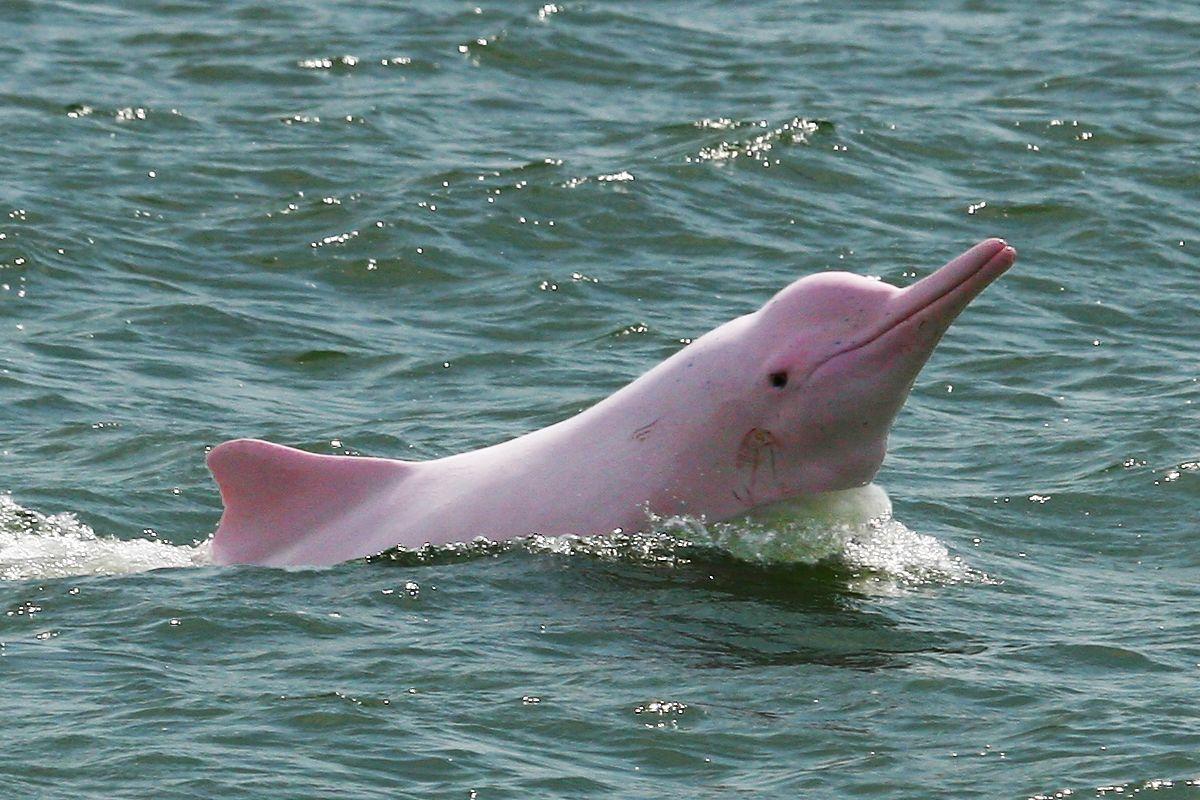 Pink Dolphin Wallpapers Top Free Pink Dolphin Backgrounds