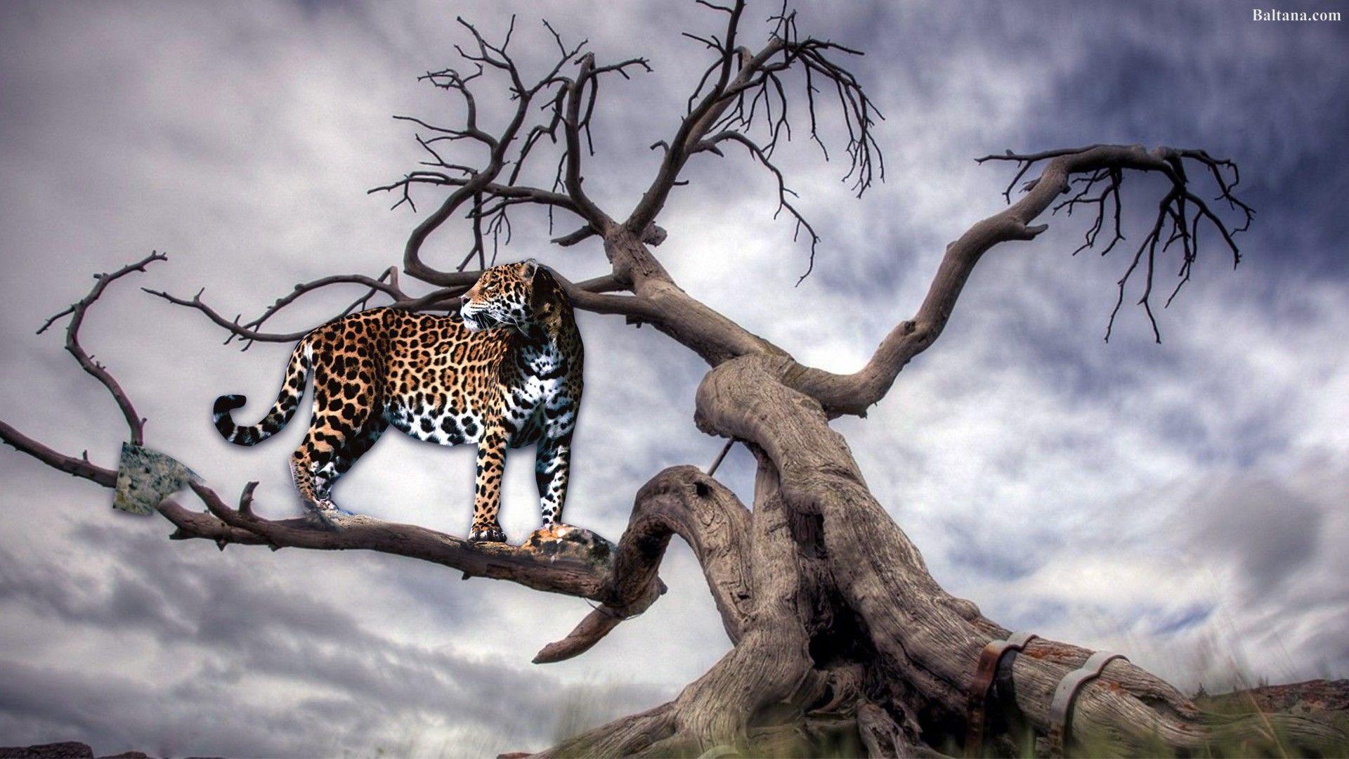 Jaguar HD Wallpapers - Top Free Jaguar HD Backgrounds - WallpaperAccess