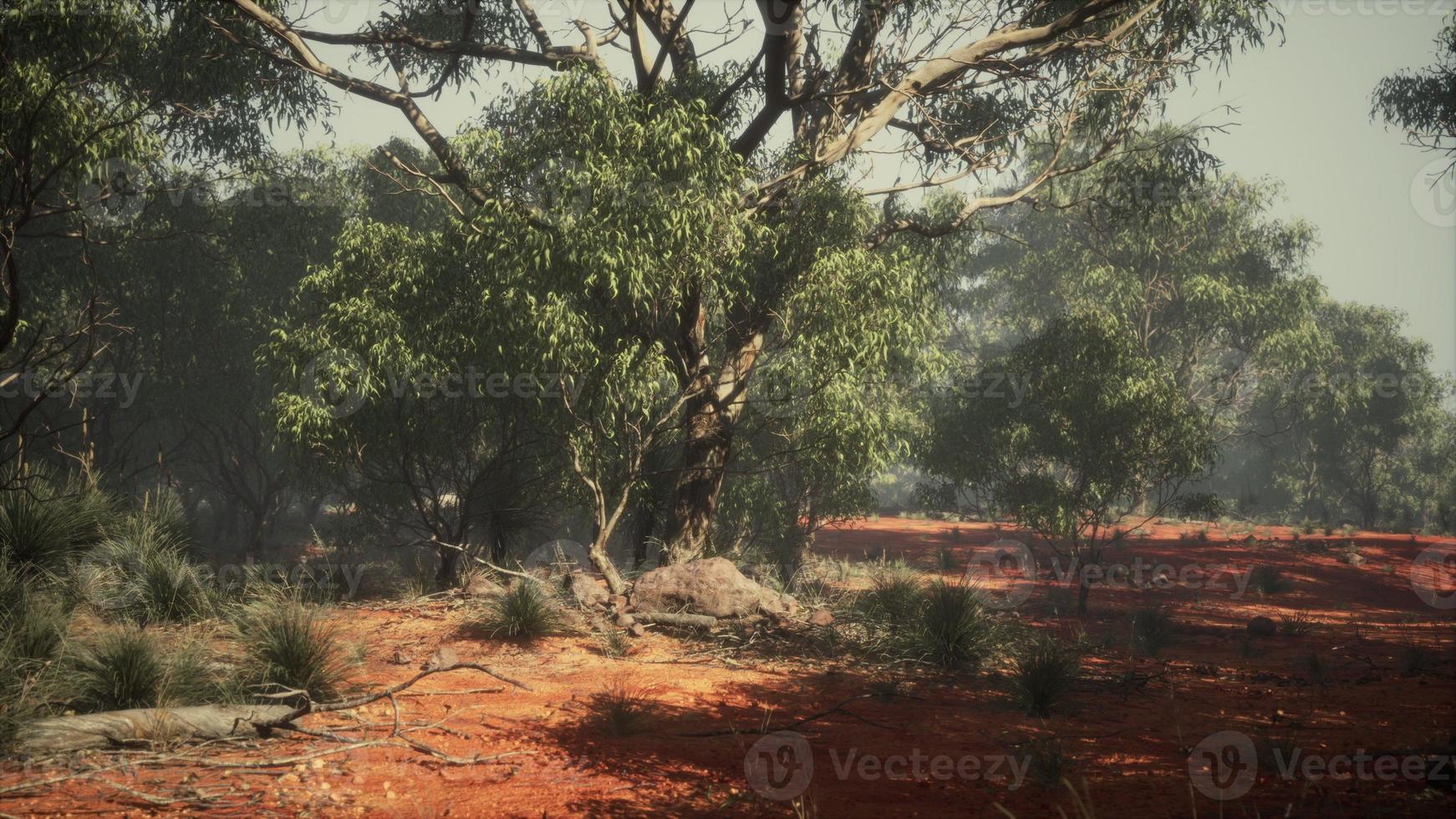 Australian Bush Wallpapers - Top Free Australian Bush Backgrounds ...