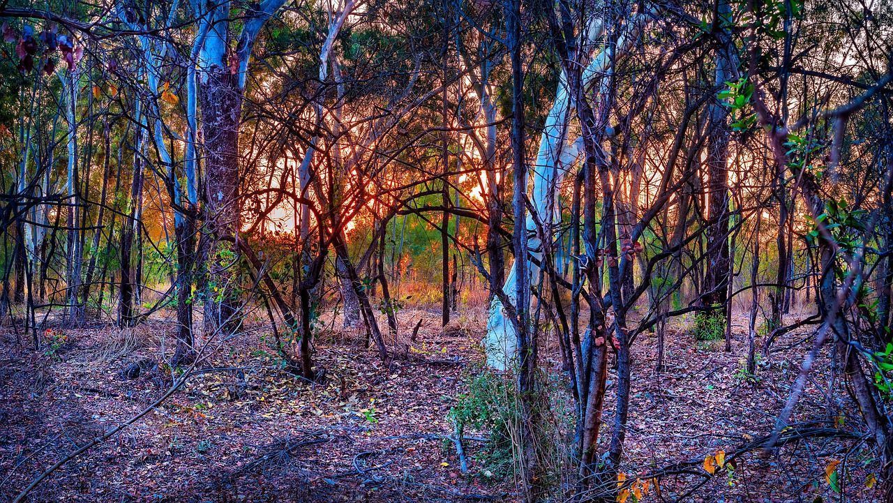 Australian Bush Wallpapers - Top Free Australian Bush Backgrounds ...