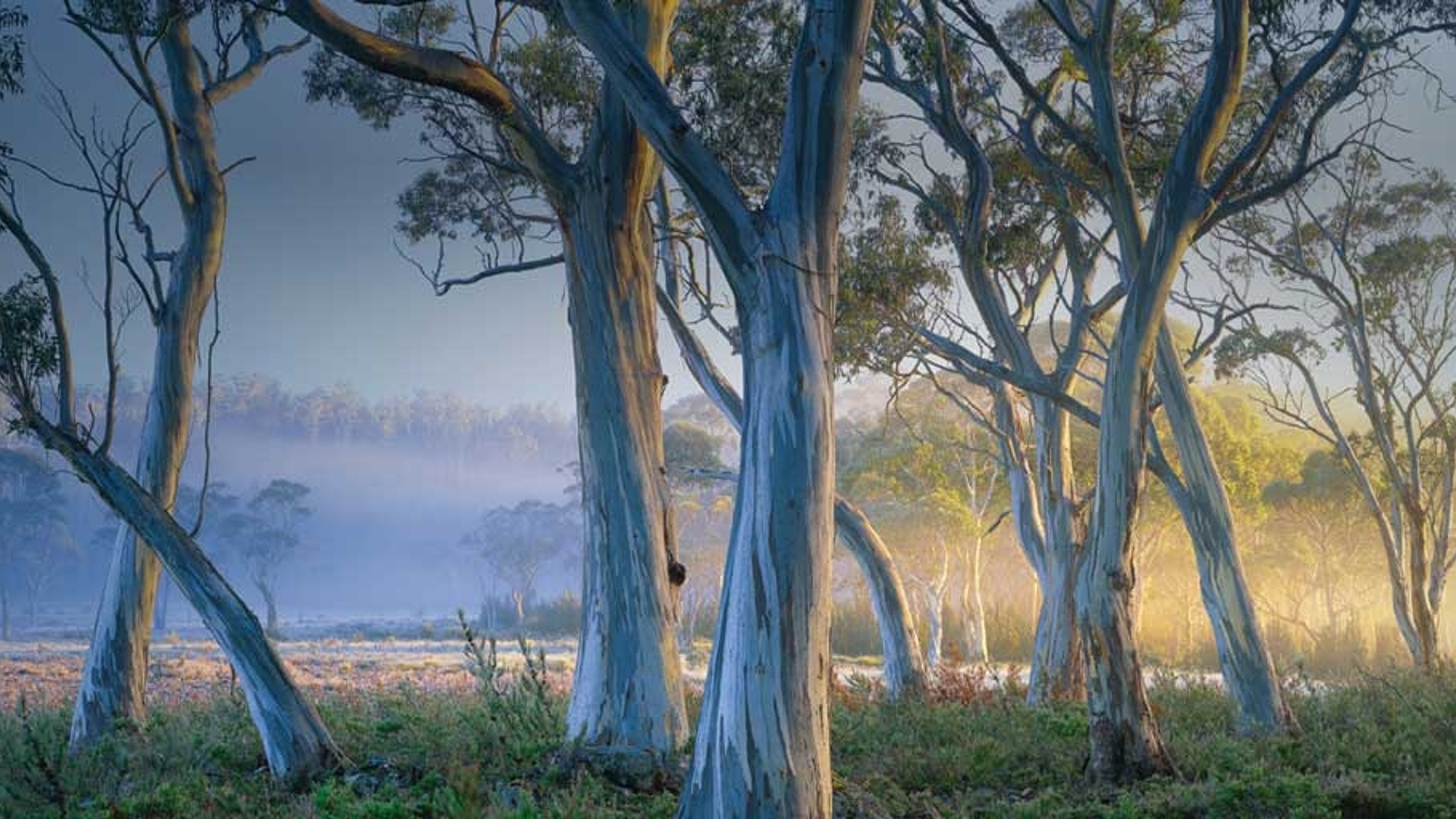 Australian Bush Wallpapers - Top Free Australian Bush Backgrounds ...