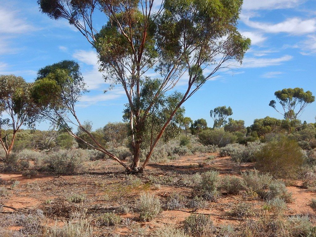 Australian Bush Wallpapers - Top Free Australian Bush Backgrounds ...