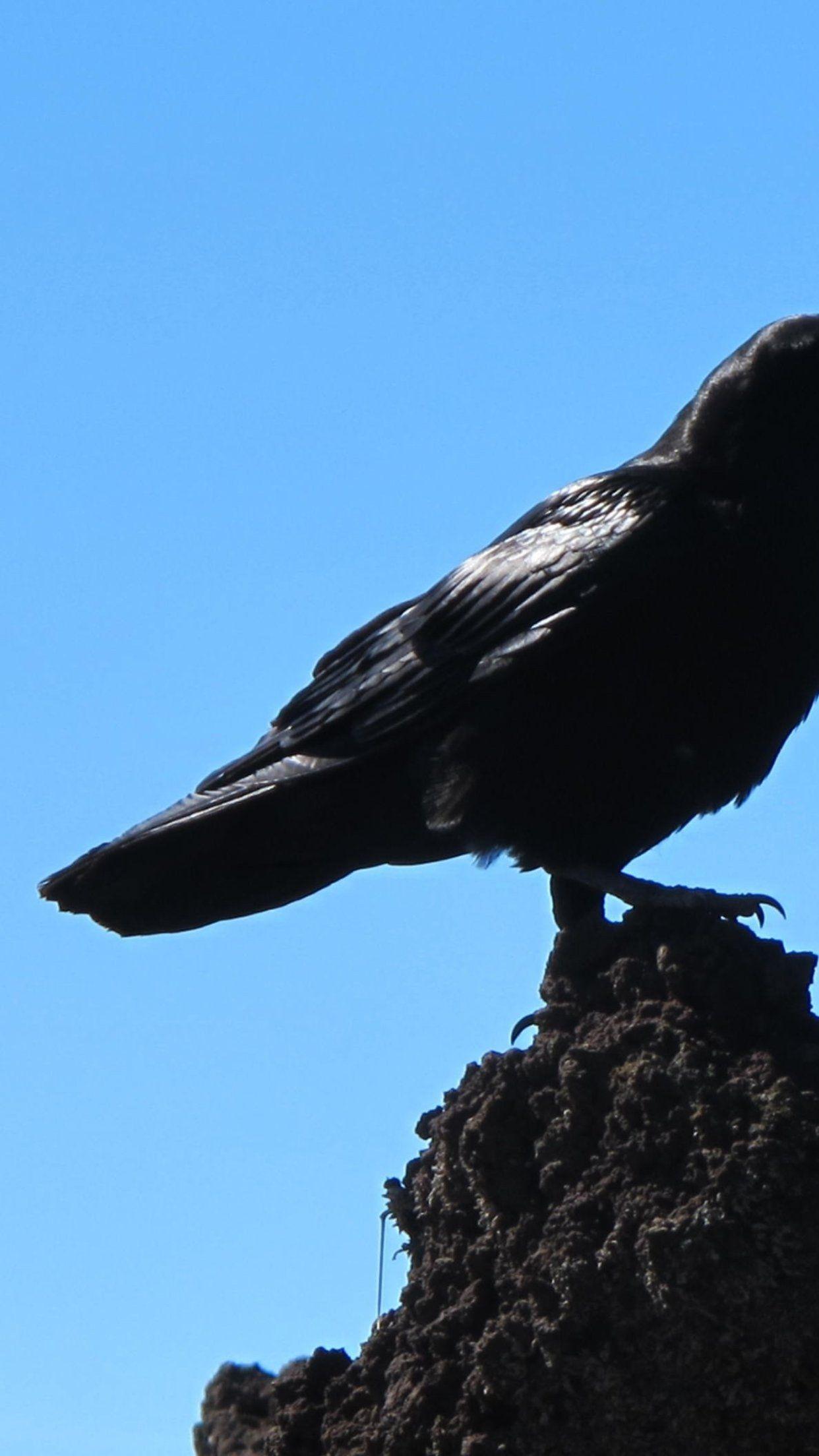 Crow iPhone Wallpapers - Top Free Crow iPhone Backgrounds - WallpaperAccess