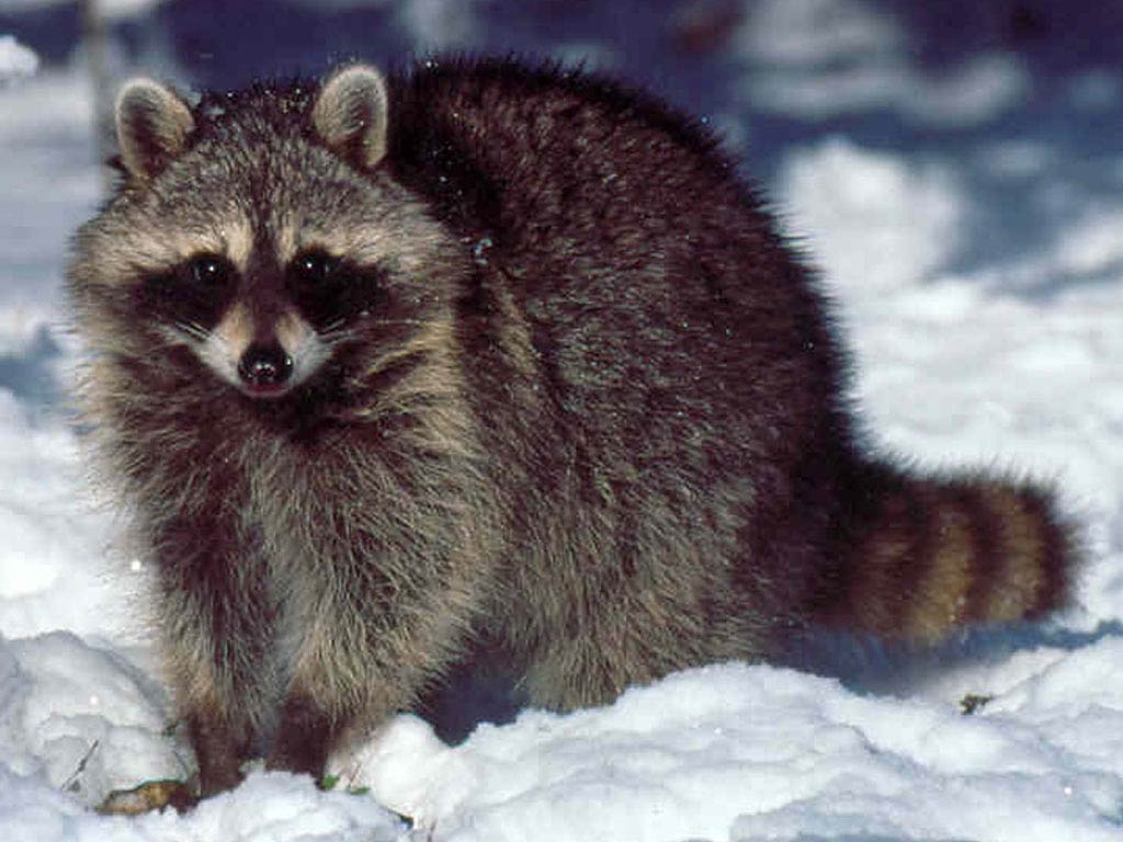 Raccoon Wallpapers - Top Free Raccoon Backgrounds - WallpaperAccess