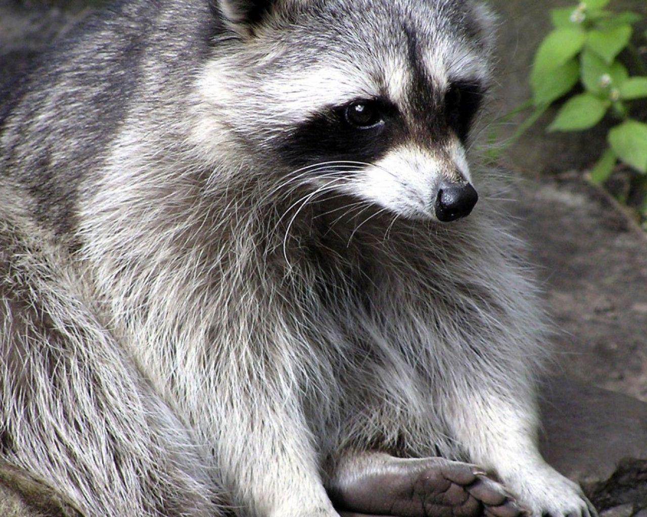 Raccoon Wallpapers - Top Free Raccoon Backgrounds - WallpaperAccess