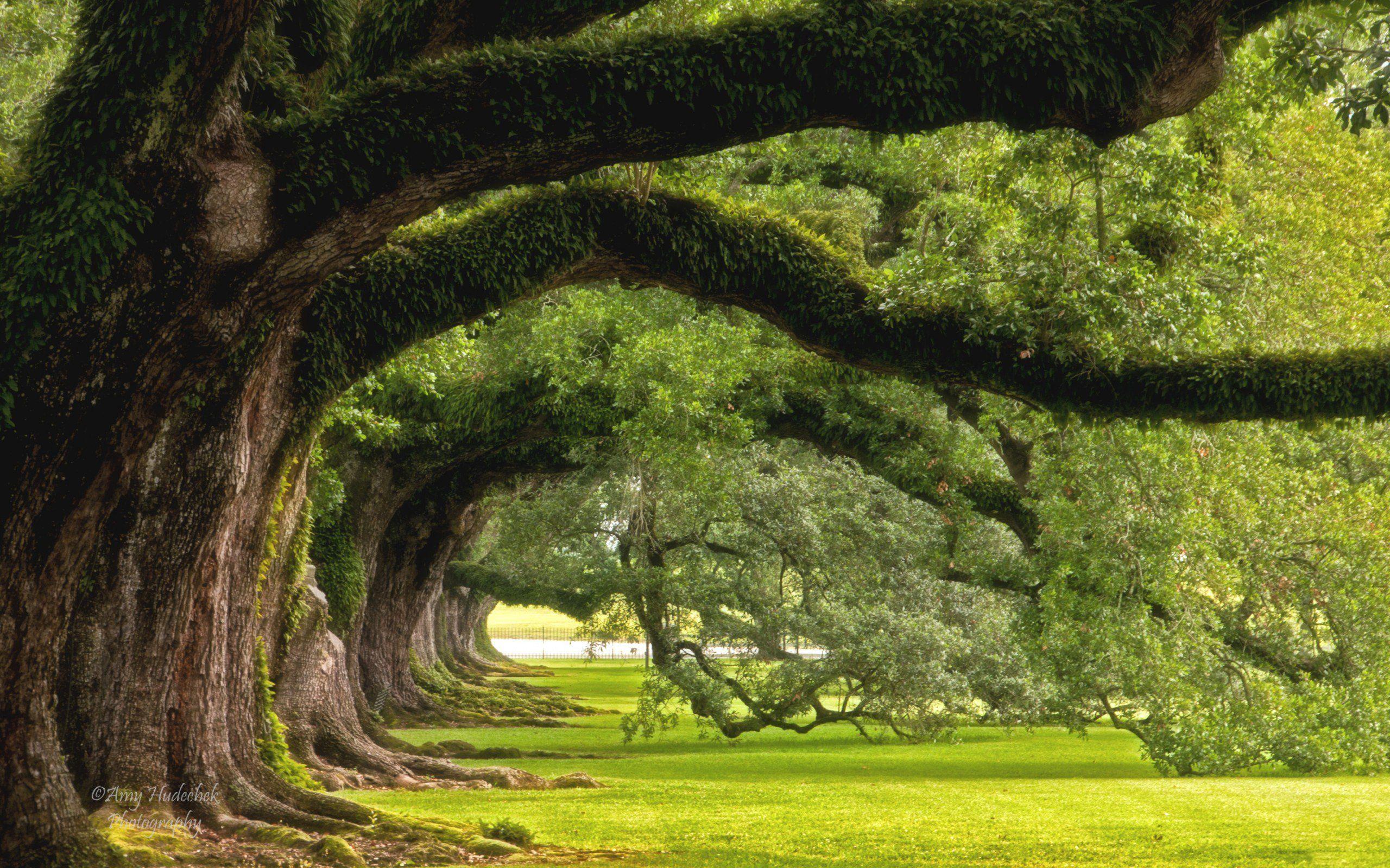 Mississippi Wallpapers - Top Free Mississippi Backgrounds - WallpaperAccess