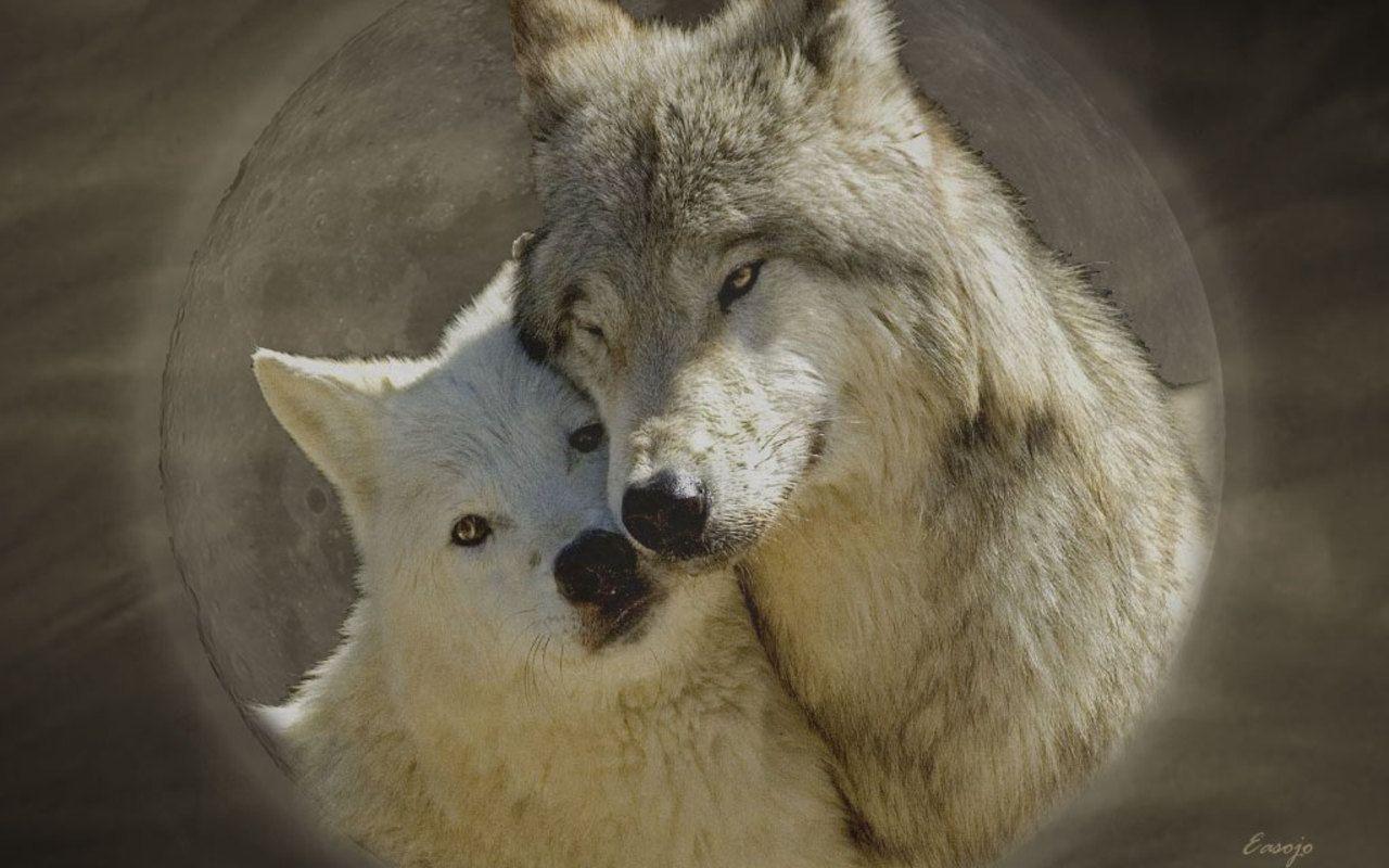Wolf Love Wallpapers - Top Free Wolf Love Backgrounds - WallpaperAccess