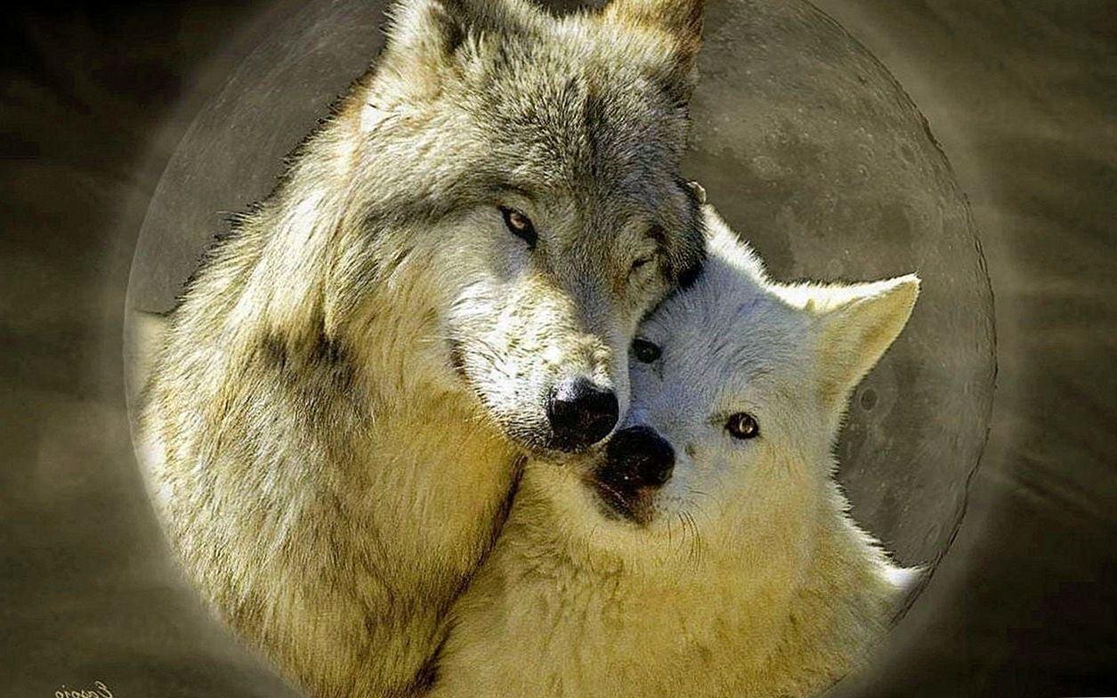 Love Wolves Wallpapers - Top Free Love Wolves Backgrounds - WallpaperAccess