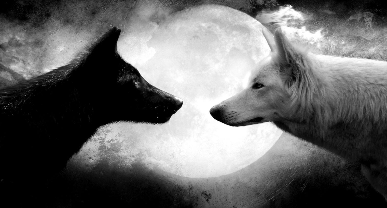 Wolf Love Wallpapers - Top Free Wolf Love Backgrounds - WallpaperAccess