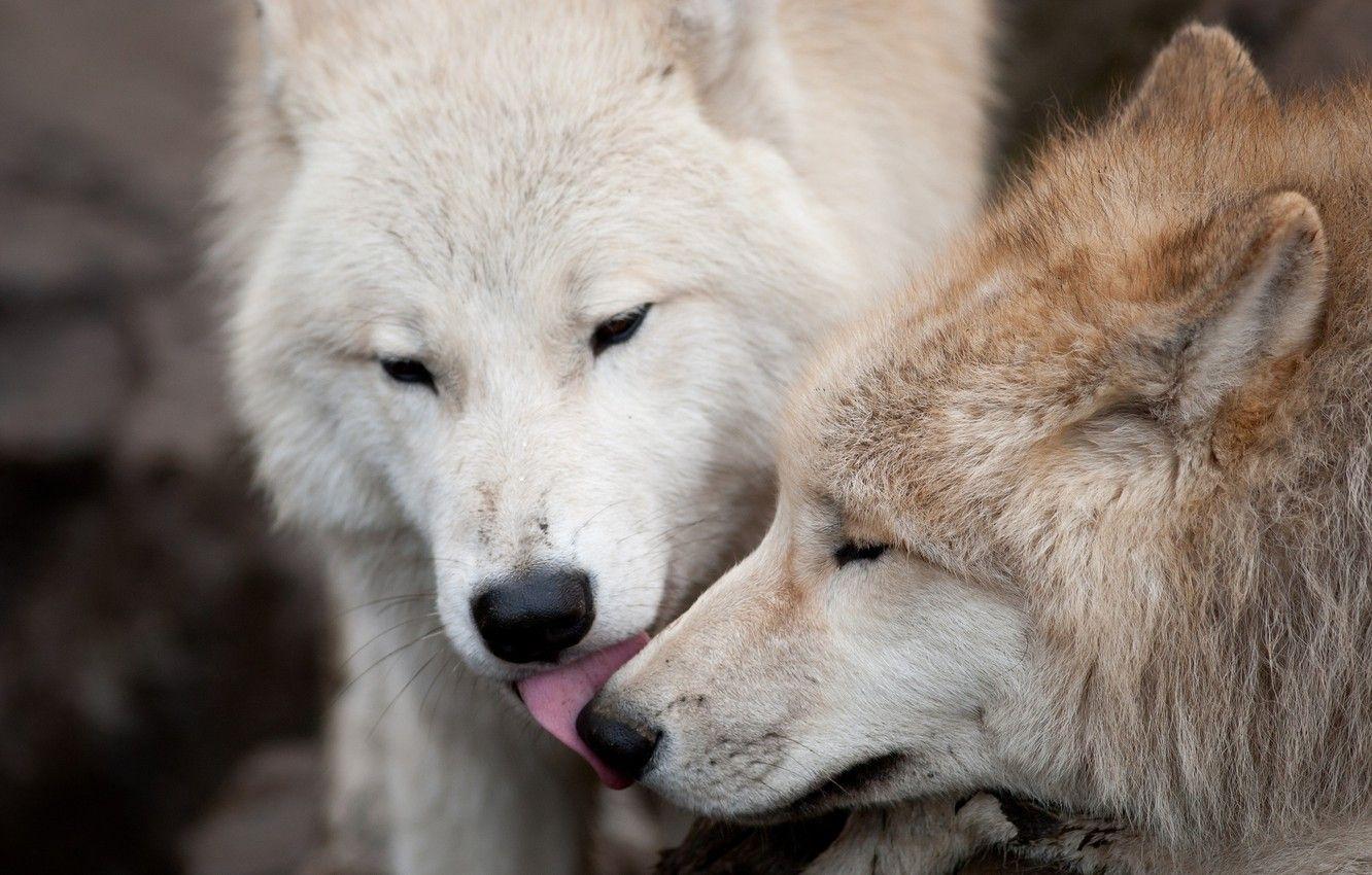 Love Wolves Wallpapers - Top Free Love Wolves Backgrounds - WallpaperAccess