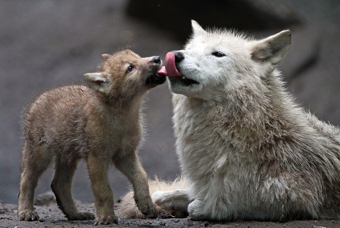 Love Wolves Wallpapers - Top Free Love Wolves Backgrounds - WallpaperAccess