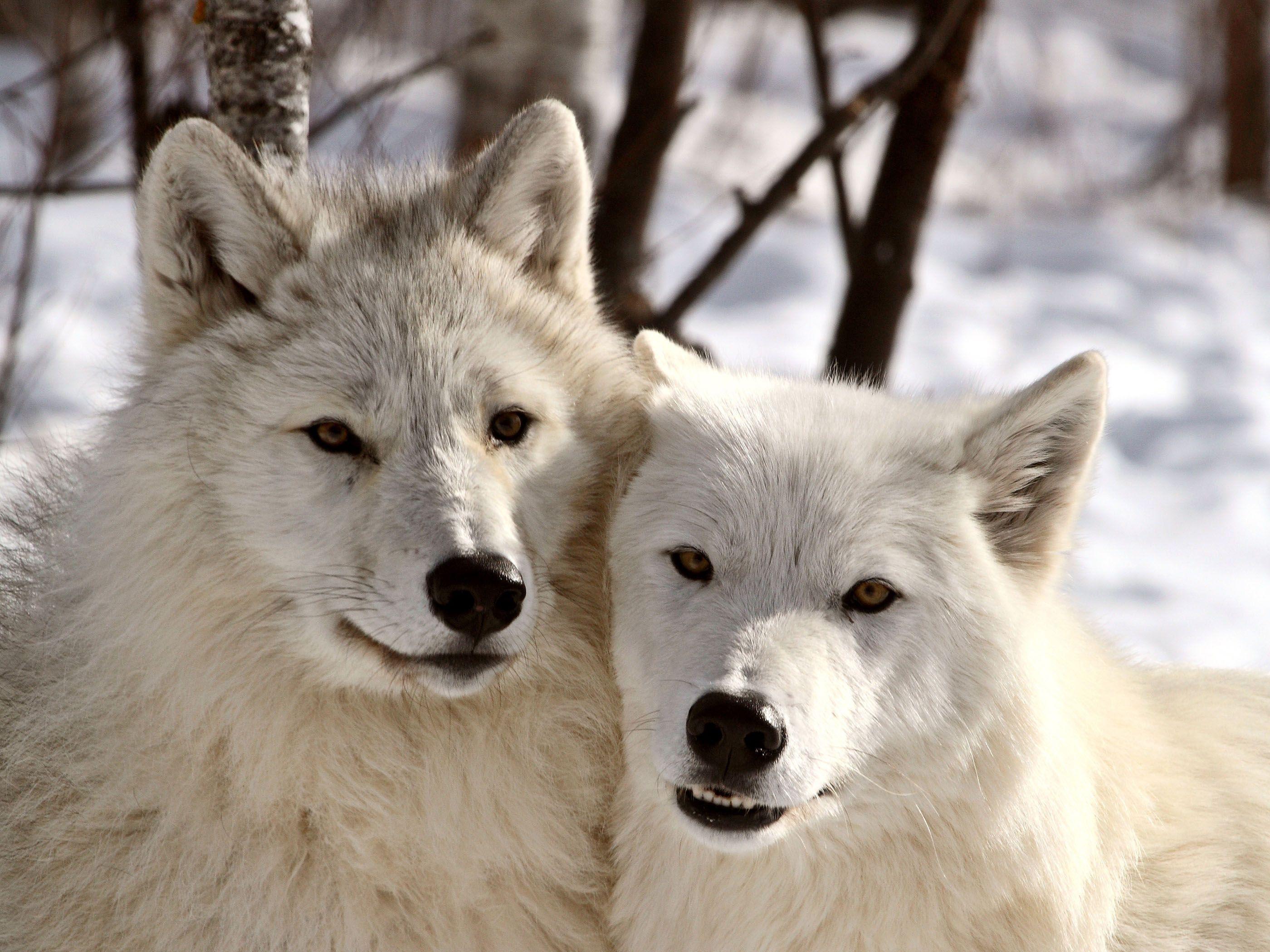 Wolf Love Wallpapers - Top Free Wolf Love Backgrounds - WallpaperAccess