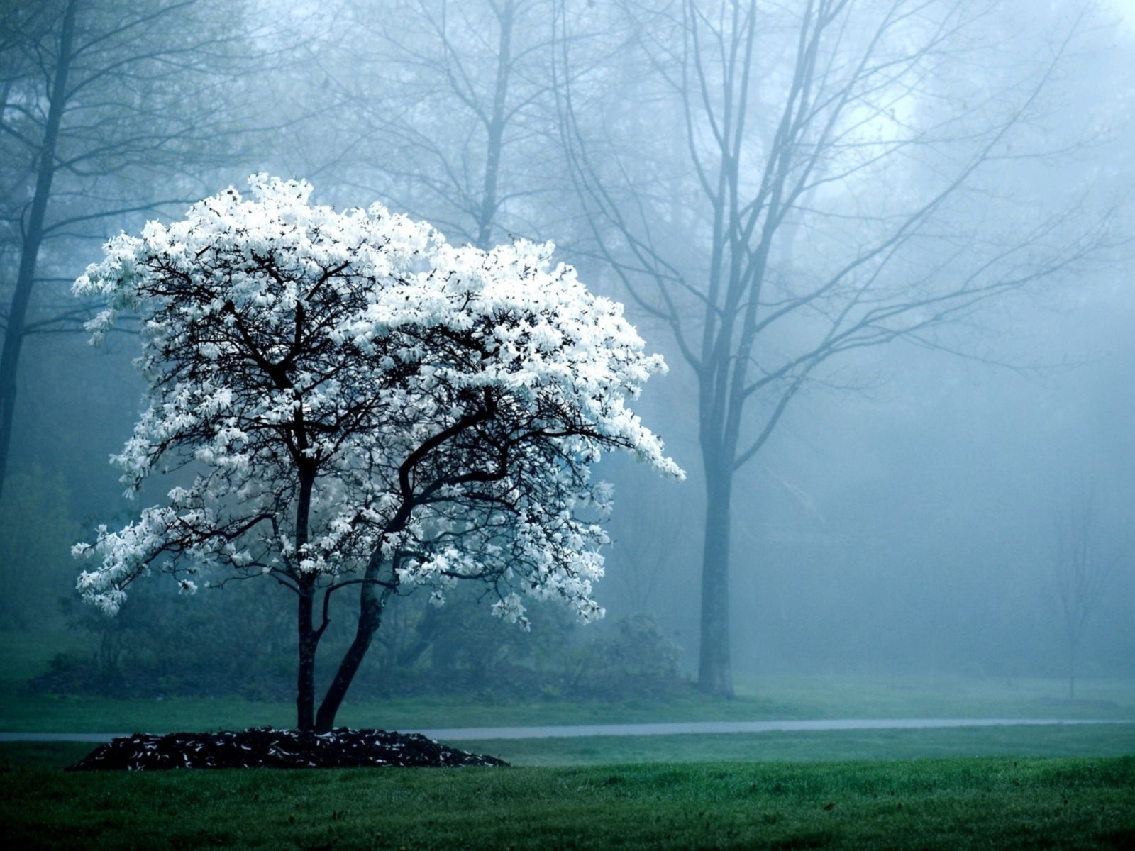 Foggy Weather Wallpapers - Top Free Foggy Weather Backgrounds ...
