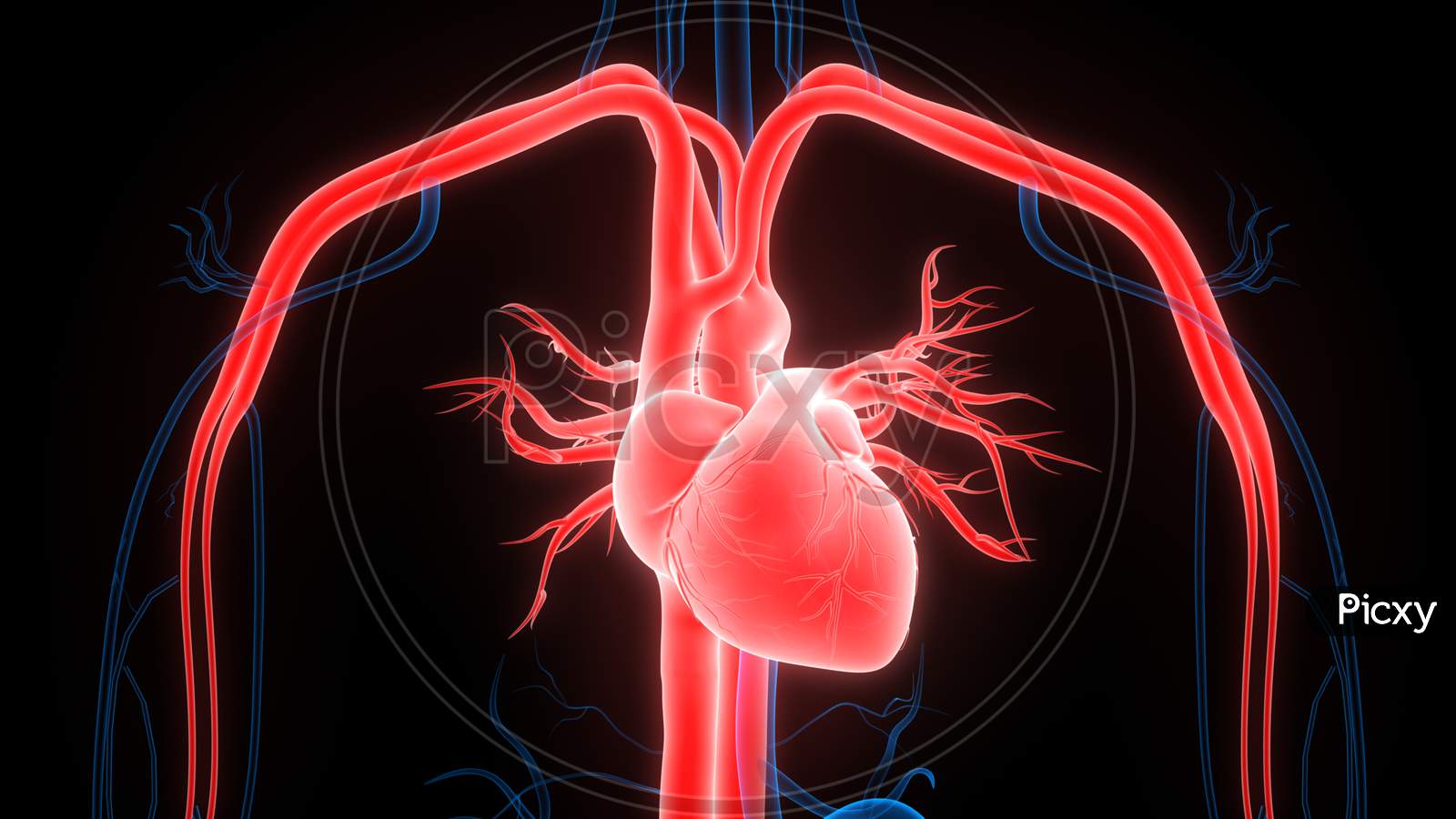Cardiovascular System Wallpapers - Top Free Cardiovascular System ...