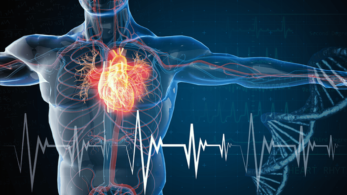 Cardiovascular System Wallpapers - Top Free Cardiovascular System ...