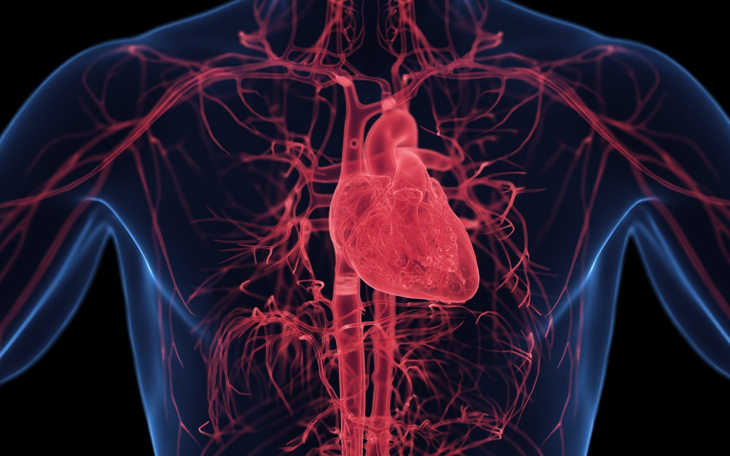 Cardiovascular System Wallpapers - Top Free Cardiovascular System ...