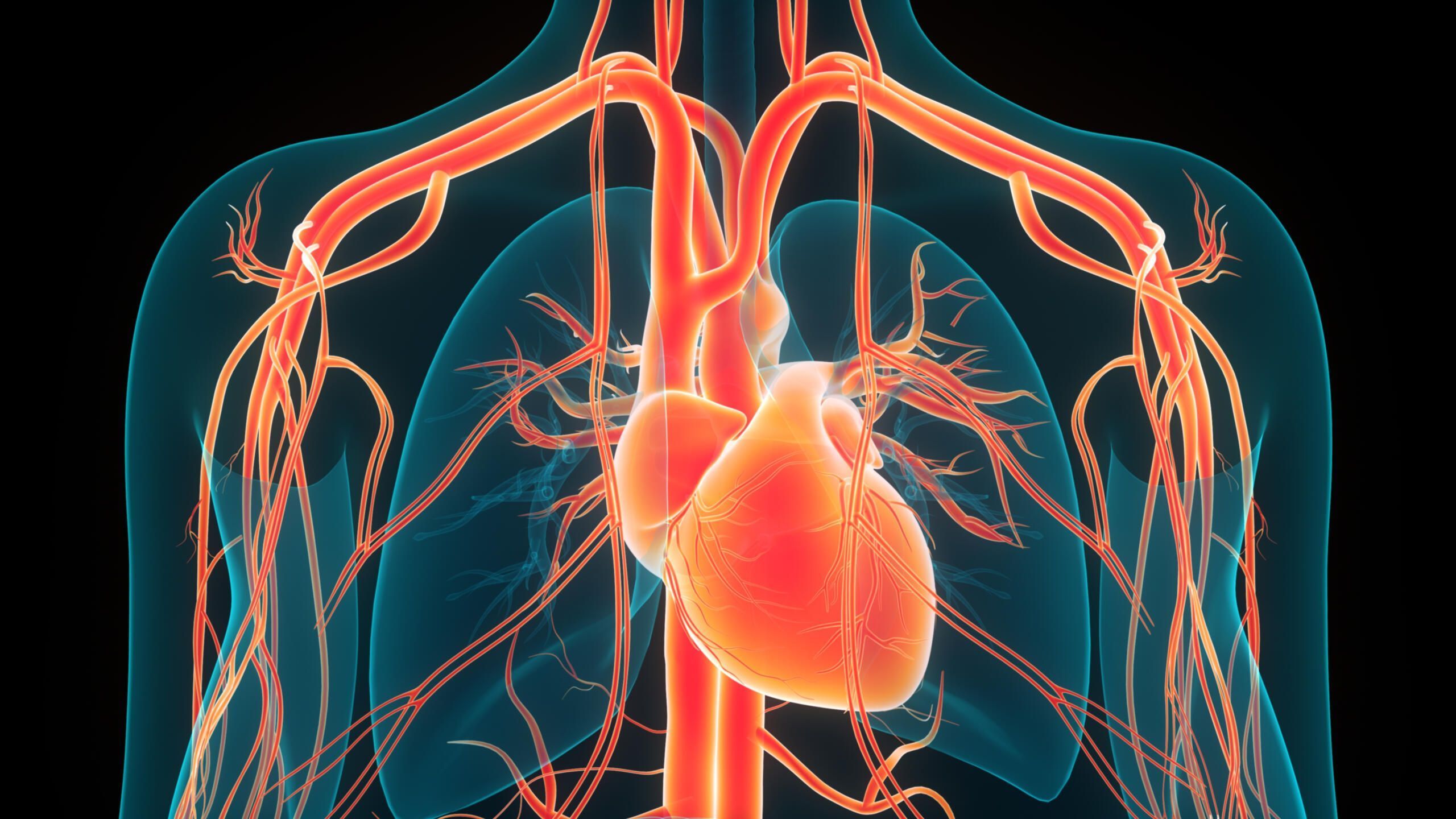 Cardiovascular System Wallpapers - Top Free Cardiovascular System ...