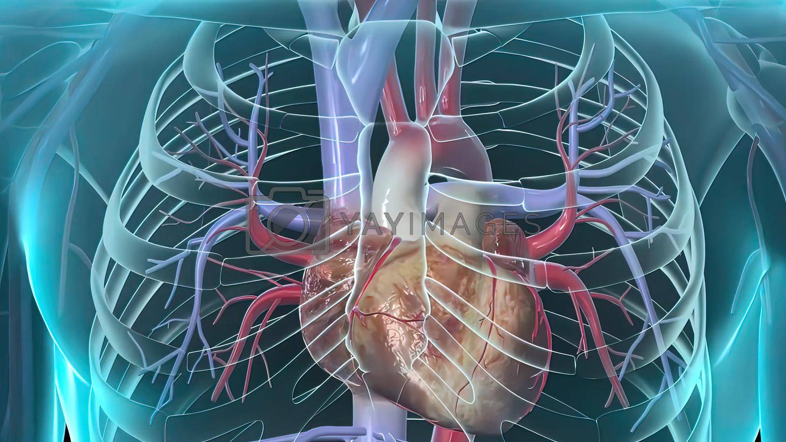 Cardiovascular System Wallpapers - Top Free Cardiovascular System ...
