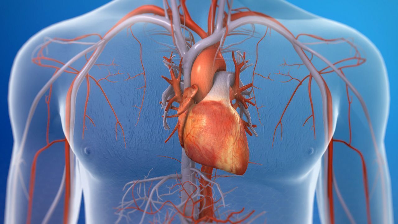 Cardiovascular System Wallpapers - Top Free Cardiovascular System ...